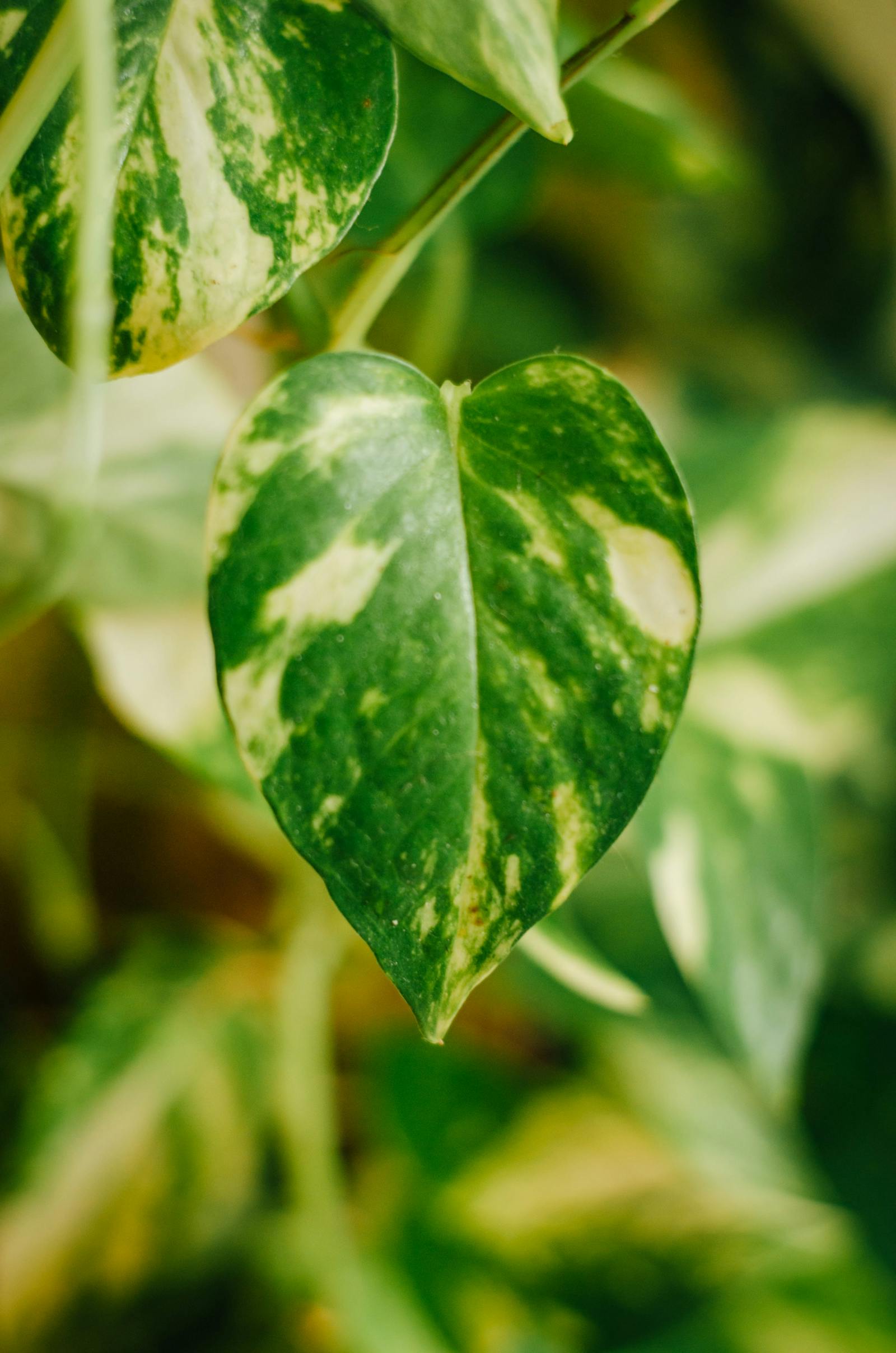 Pothos Photos, Download The BEST Free Pothos Stock Photos & HD Images