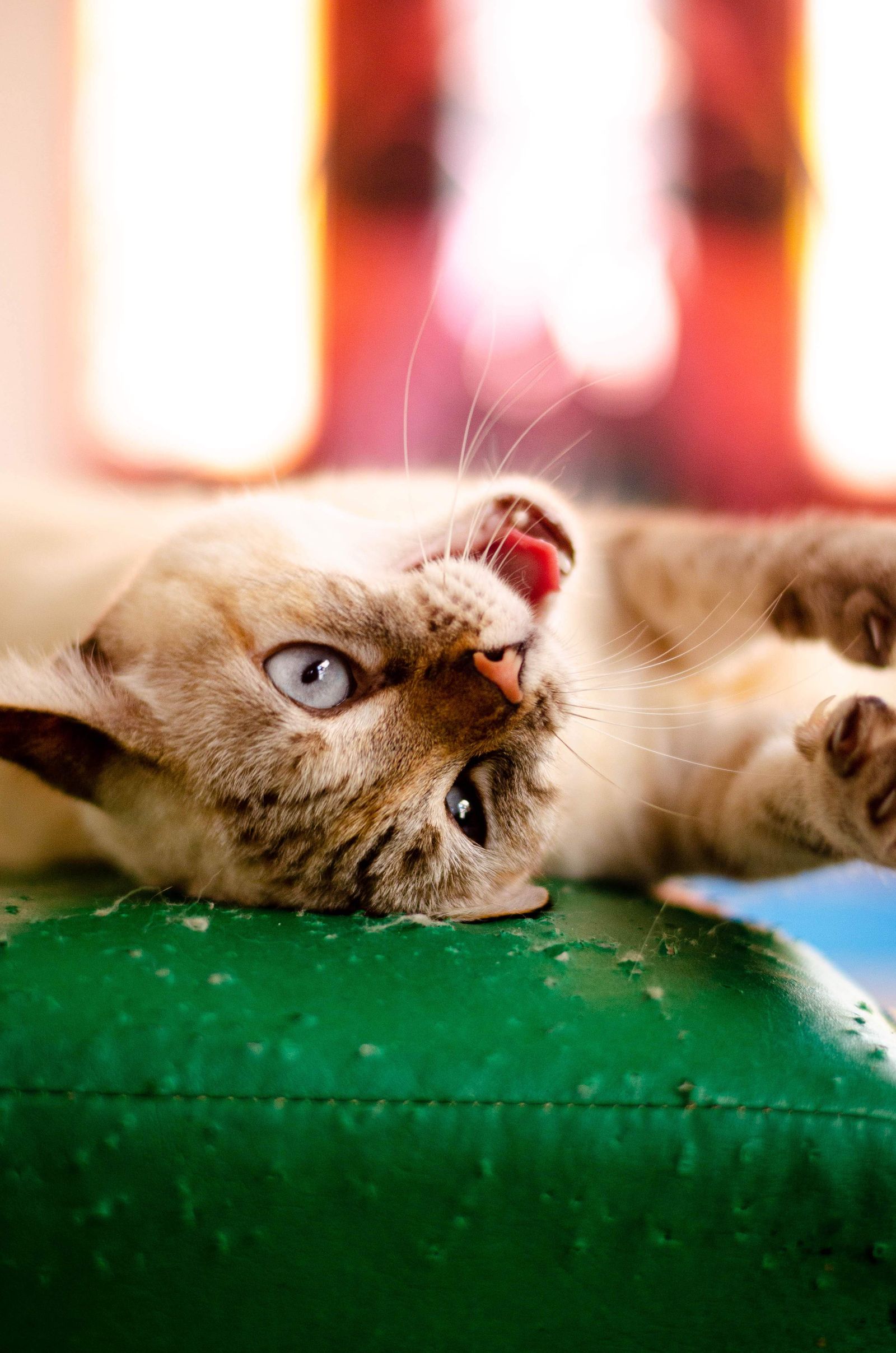 Cat Meme Photos, Download The BEST Free Cat Meme Stock Photos & HD Images