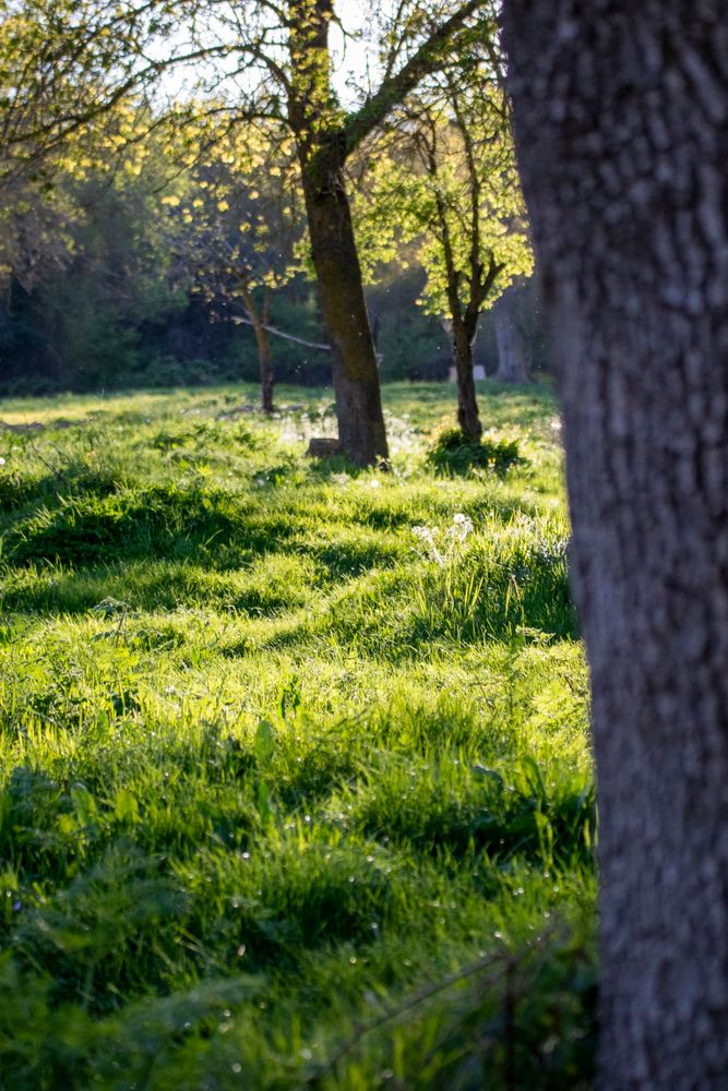 Le 10.000+ migliori foto di Campo E Alberi · Download gratuito al 100% ...