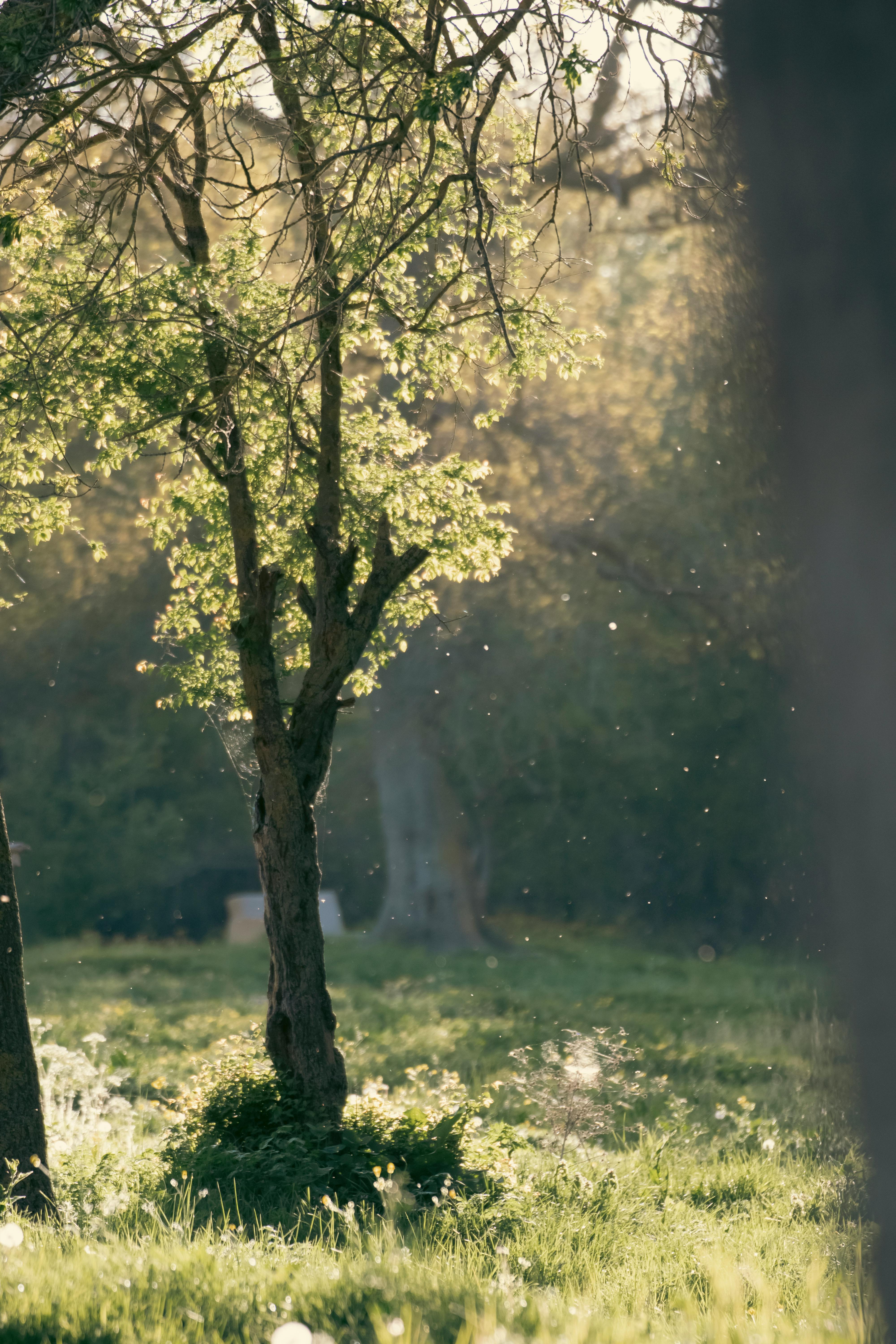 Tree With Brunch and Green Leaves during Sunset · Free Stock Photo