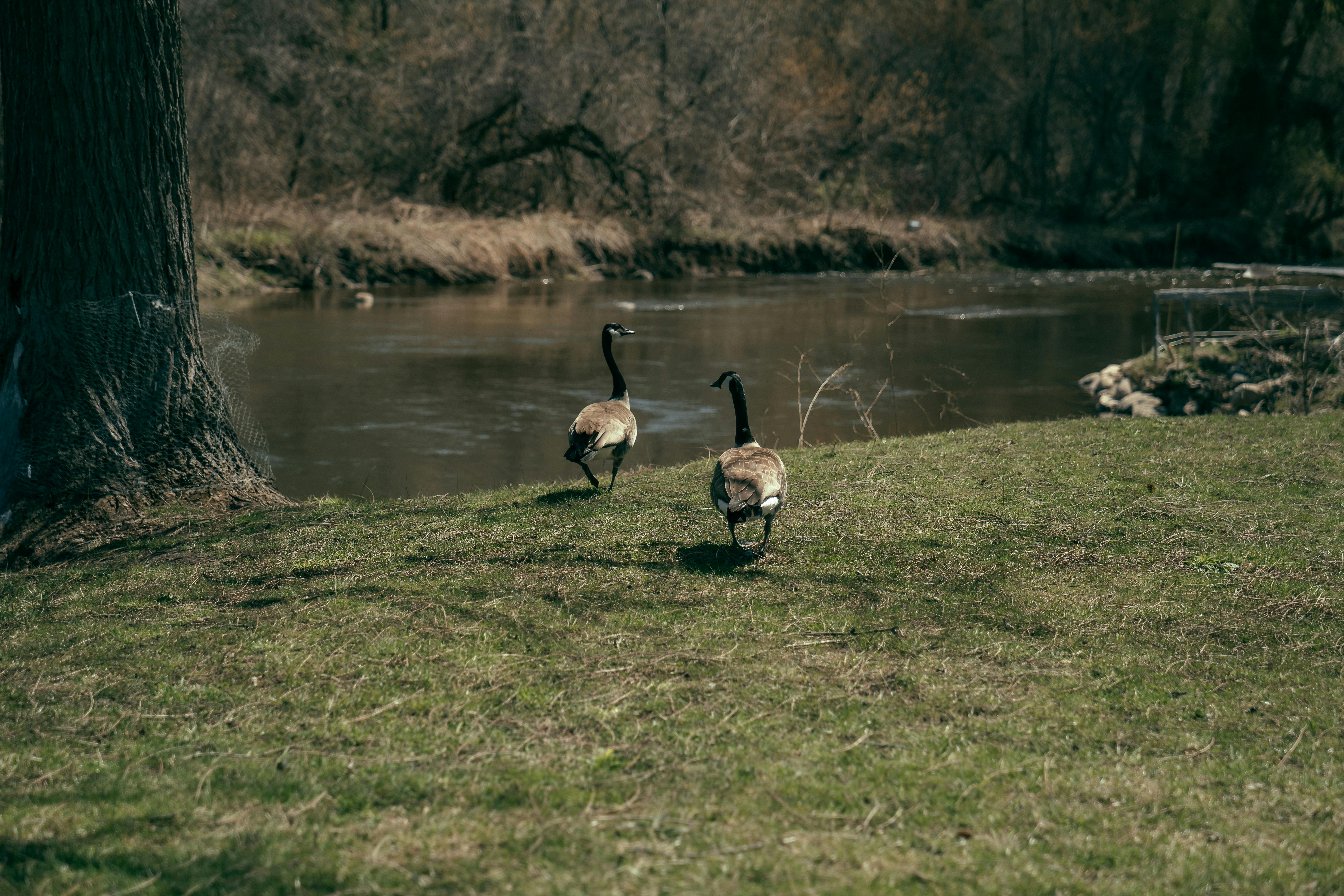 Two geese walking on the grass near a river · Free Stock Photo