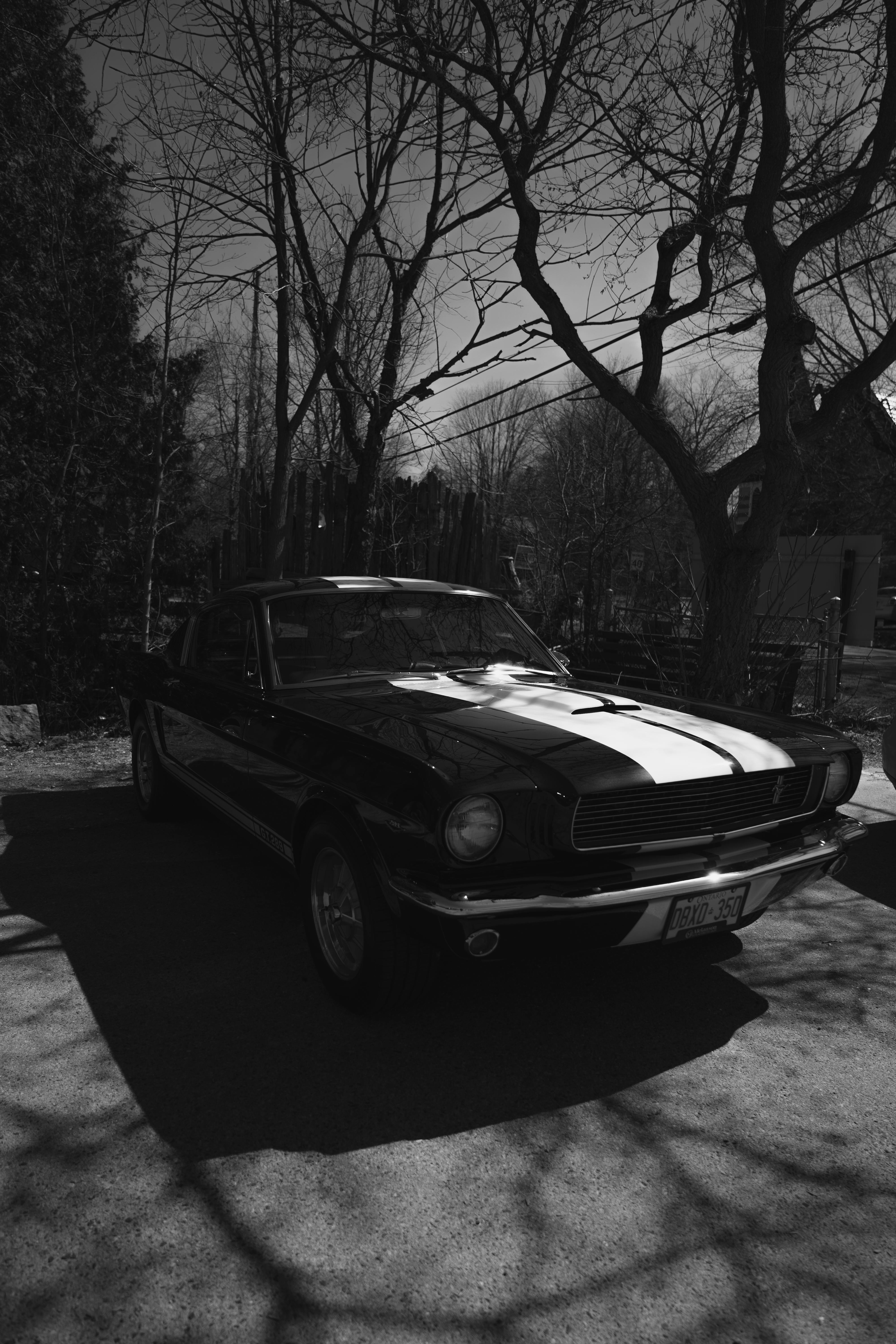 Angry Mustang Photos, Download The BEST Free Angry Mustang Stock Photos ...