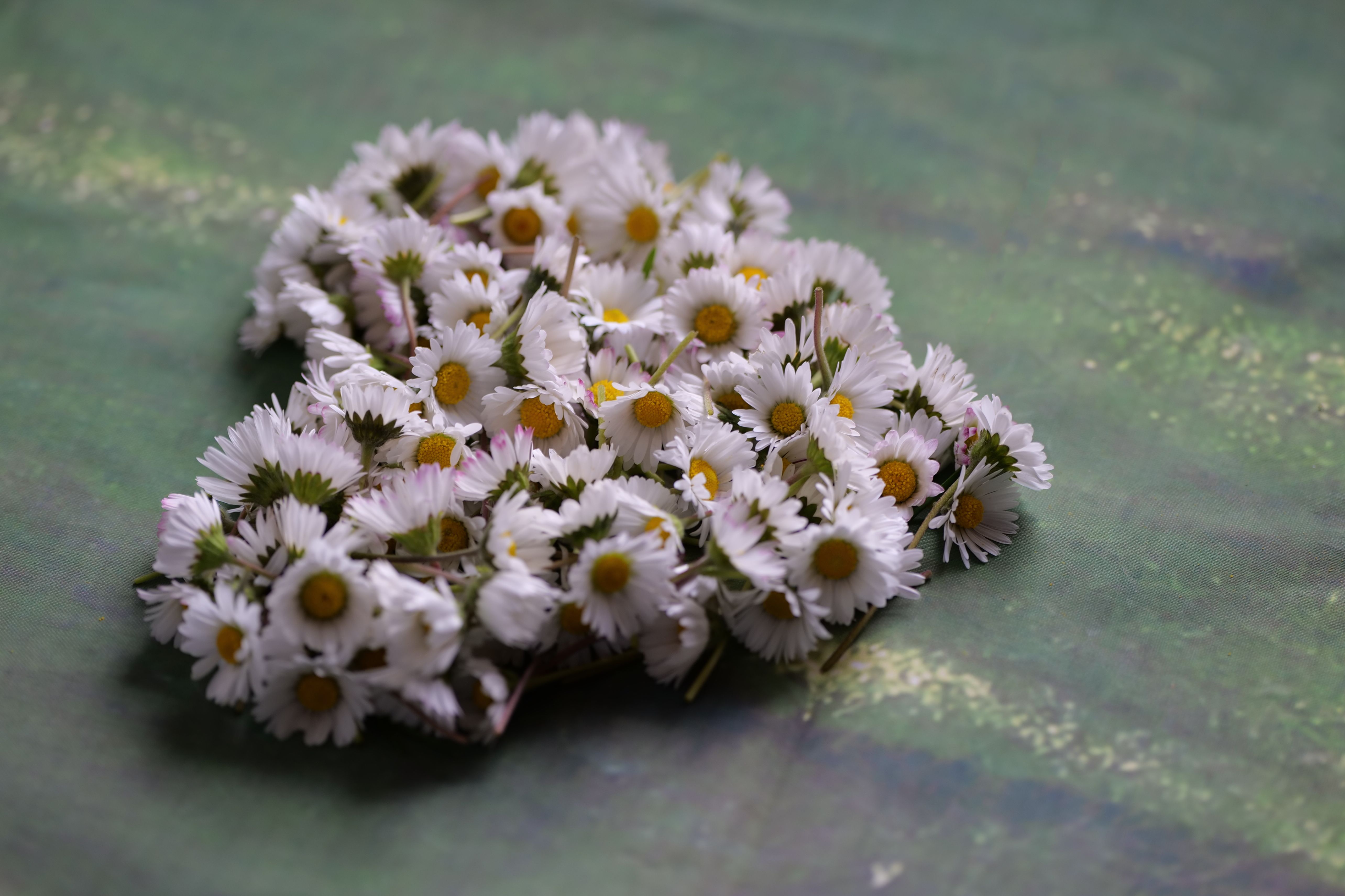 Close-up of a Heart Made of Daisies · Free Stock Photo