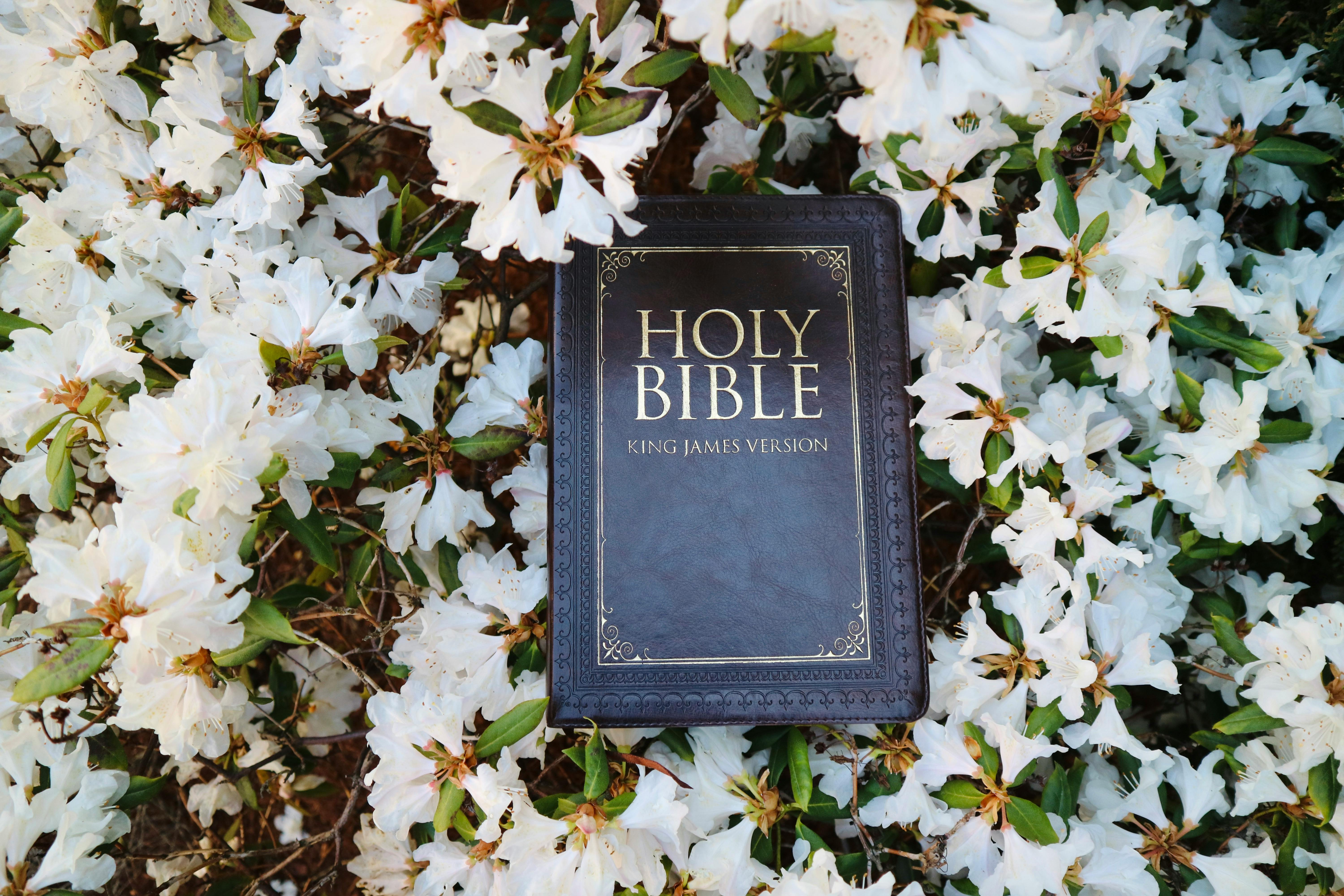 Bible on Flowers · Free Stock Photo