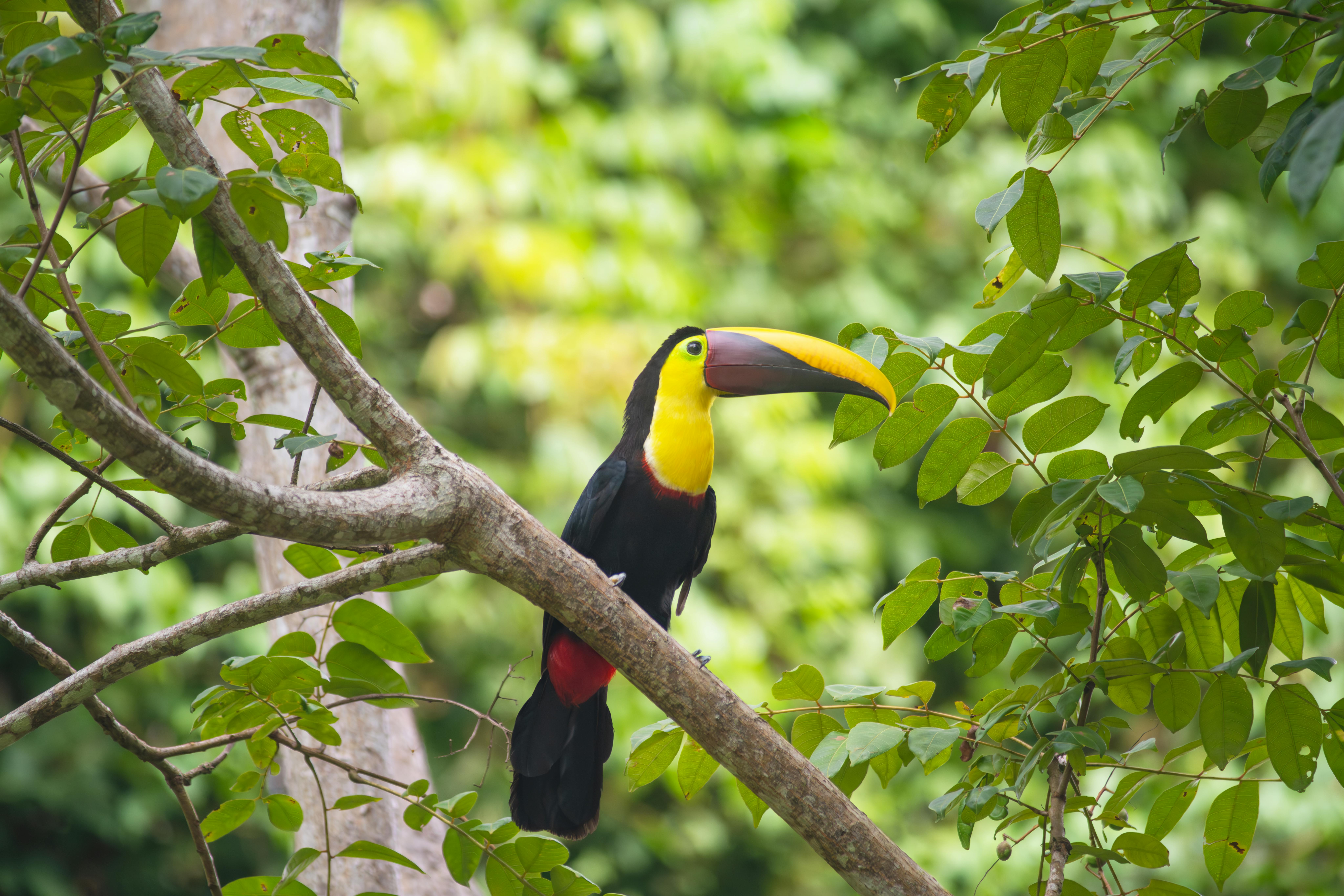 Selective Focus Photo Of Toco Toucan Perched · Free Stock Photo