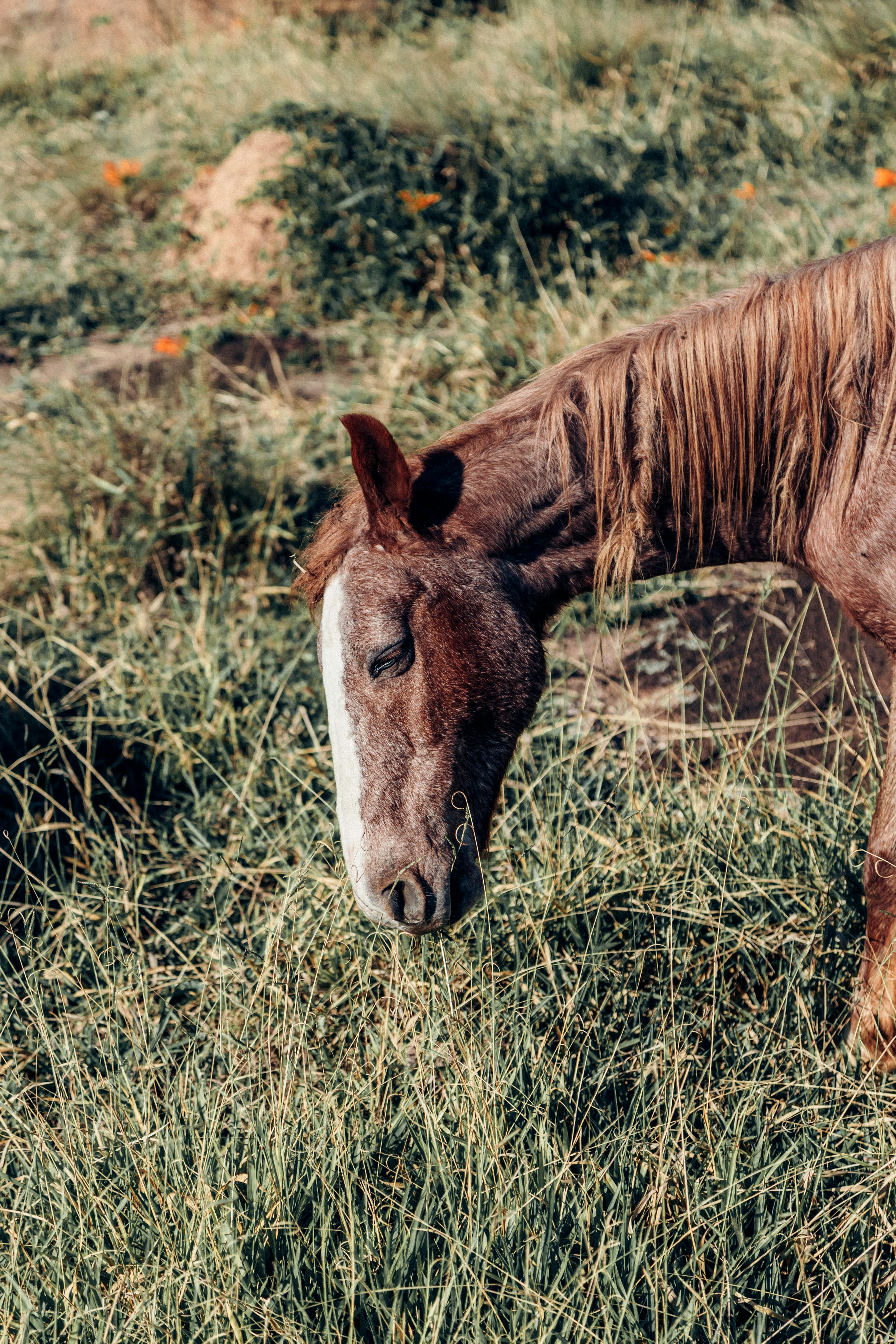 Foto profissional gratuita de 3x4, agricultura, animais selvagens ...