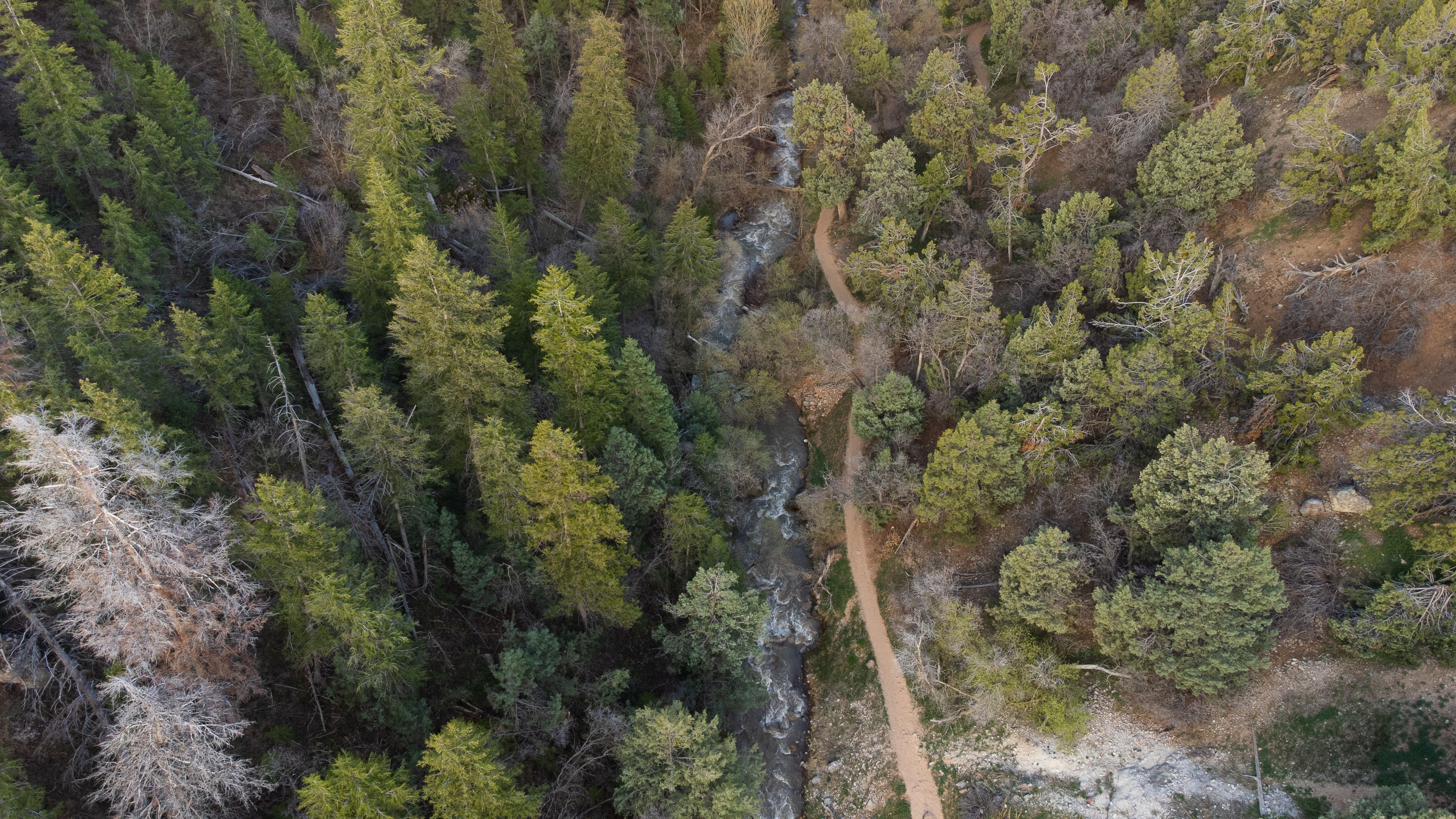 Aerial View of a Forest Trail Stretching along a River · Free Stock Photo