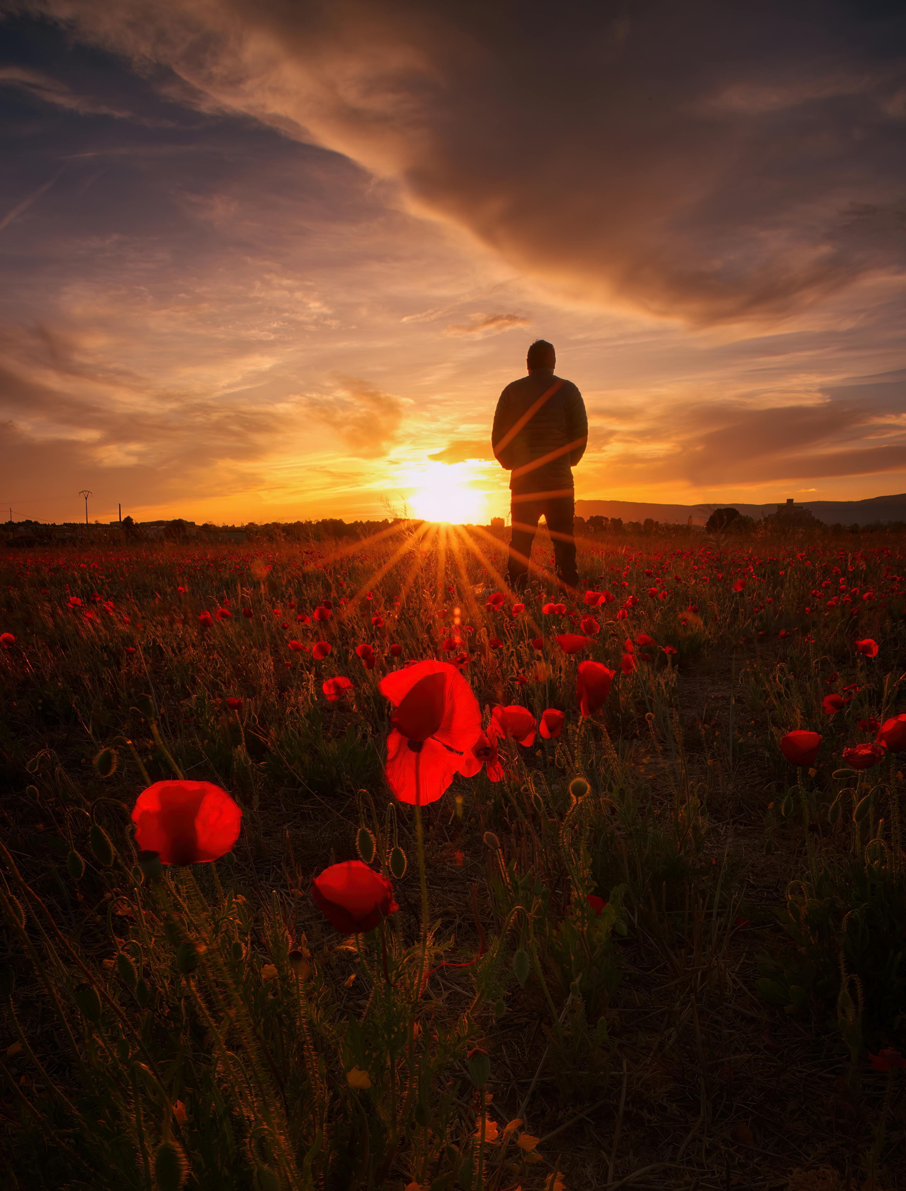 Silhouette of a Person Standing in a Meadow Filled with Poppies at ...