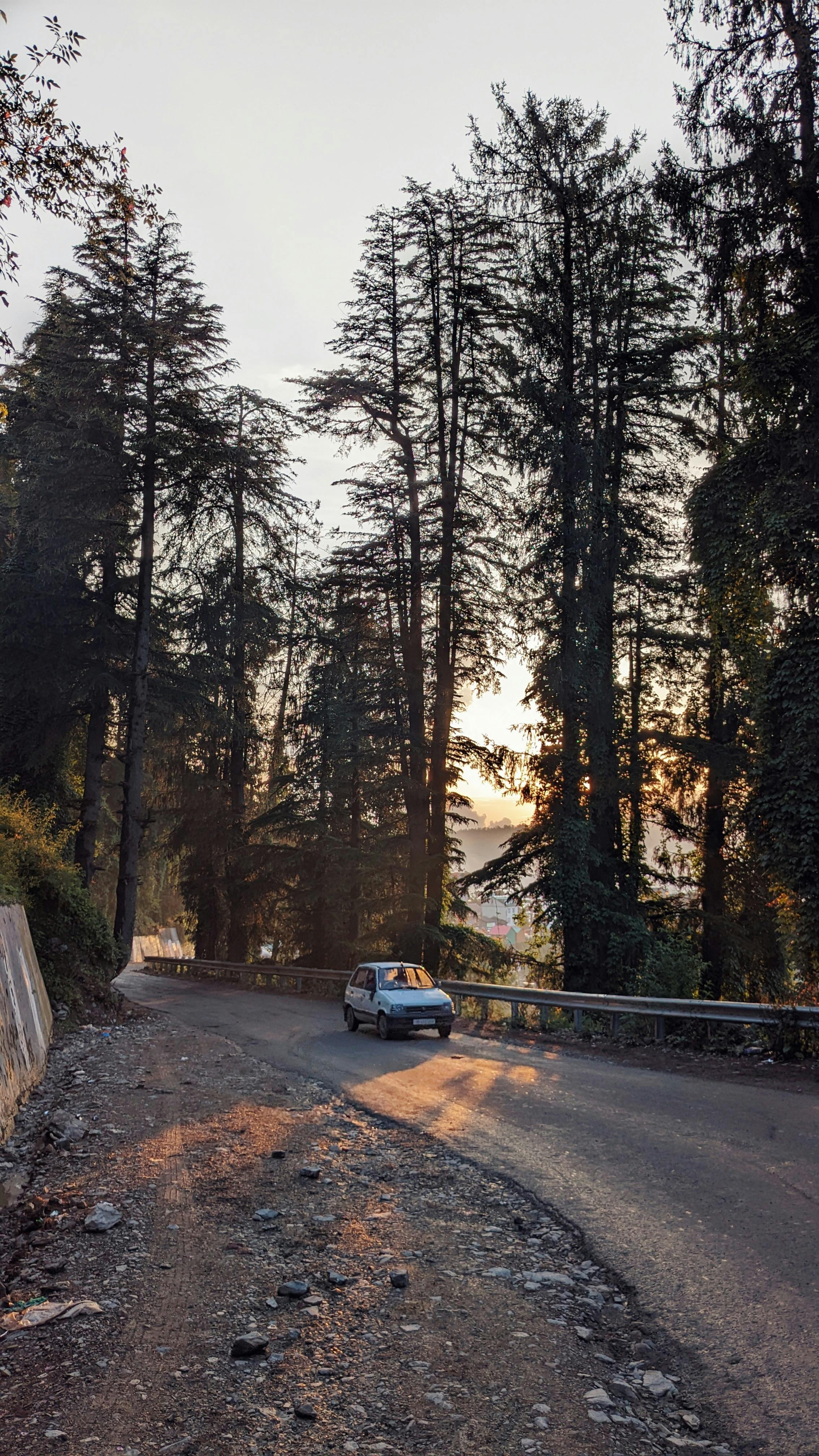 Small Car on Road Along Conifers · Free Stock Photo