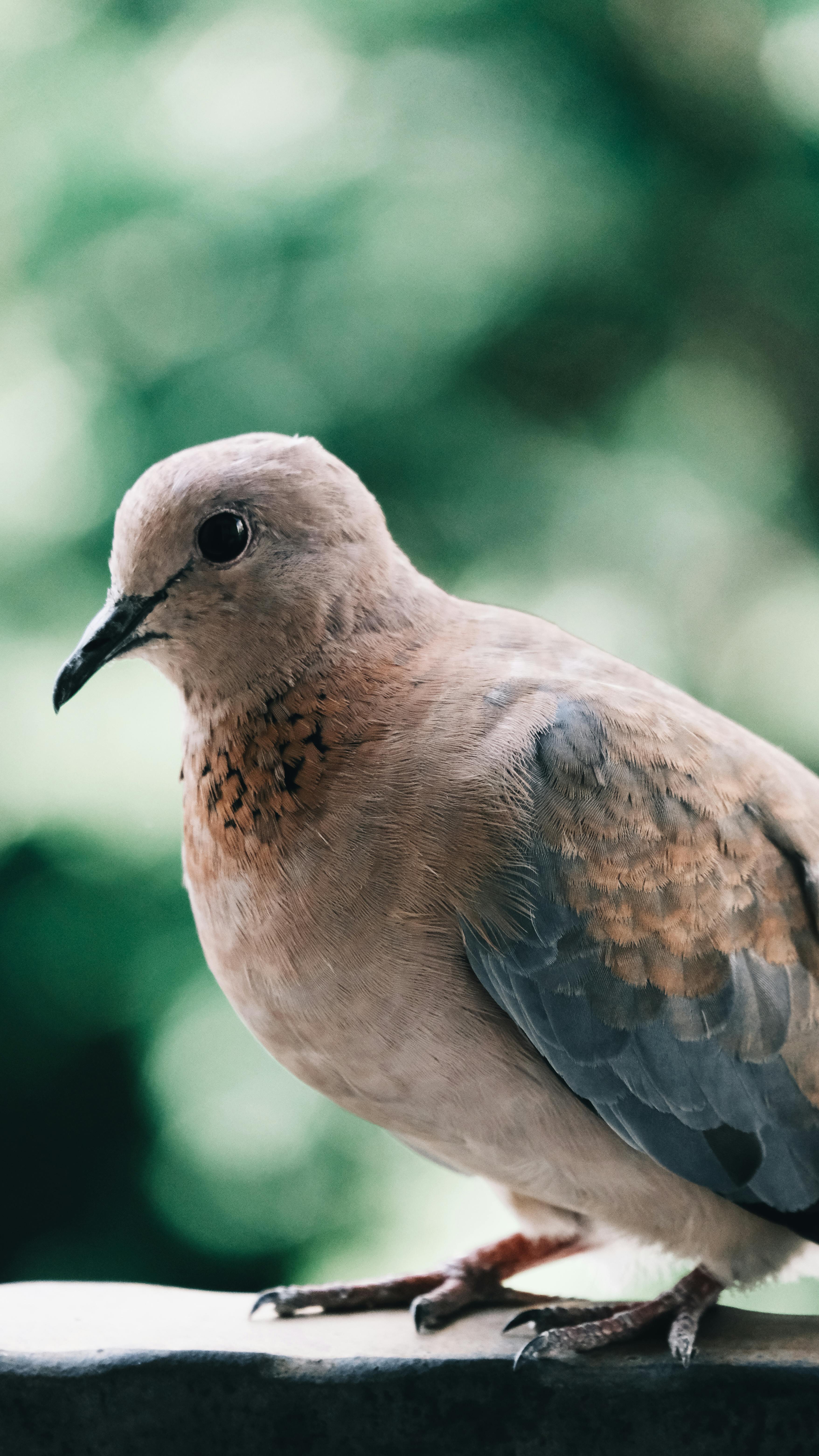 Close-up of a Laughing Dove · Free Stock Photo