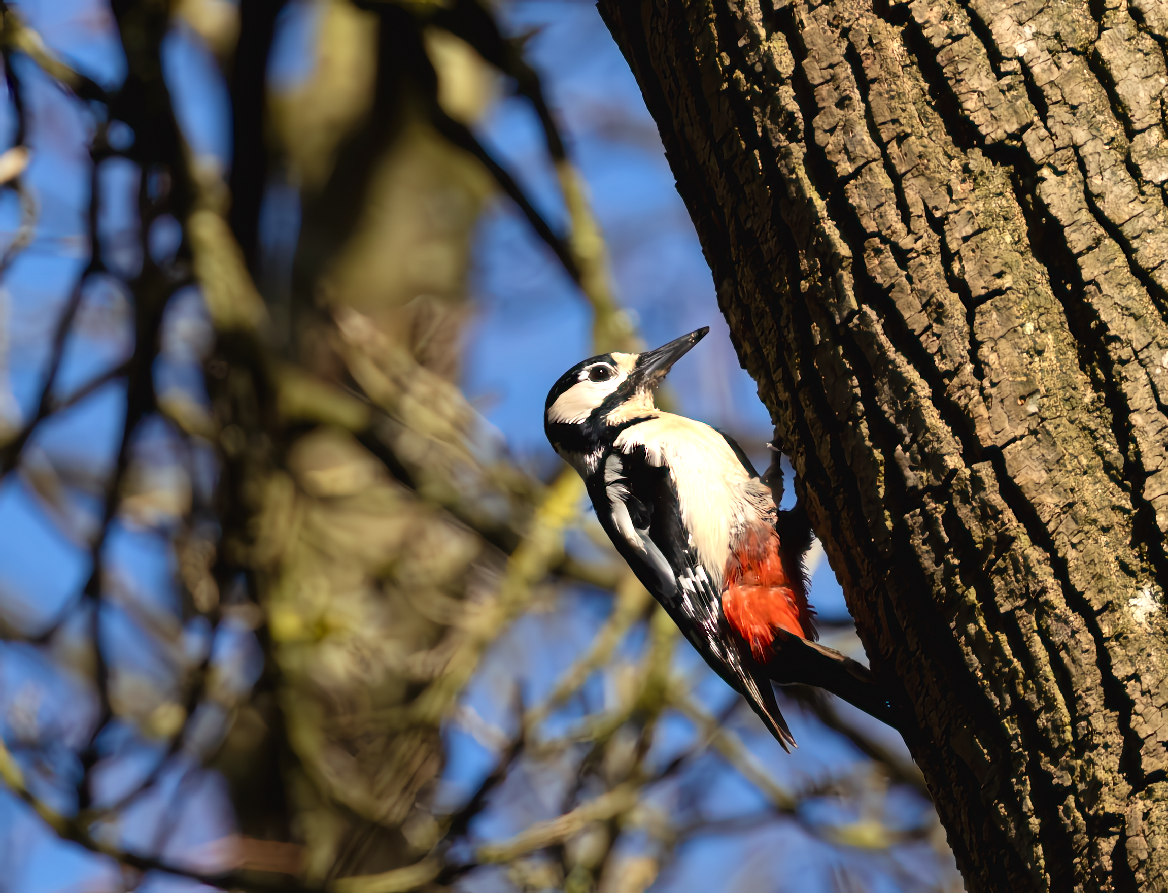 Foto gratuita di abbaiare, albero, ambiente, animale, appollaiati ...