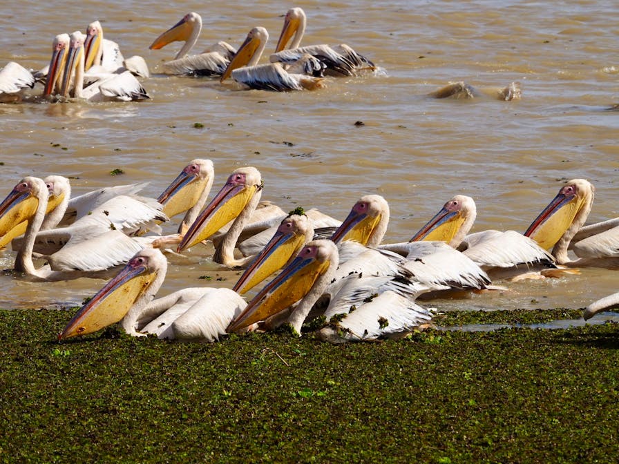 American White Pelican Migration: A 5,000-Mile Journey