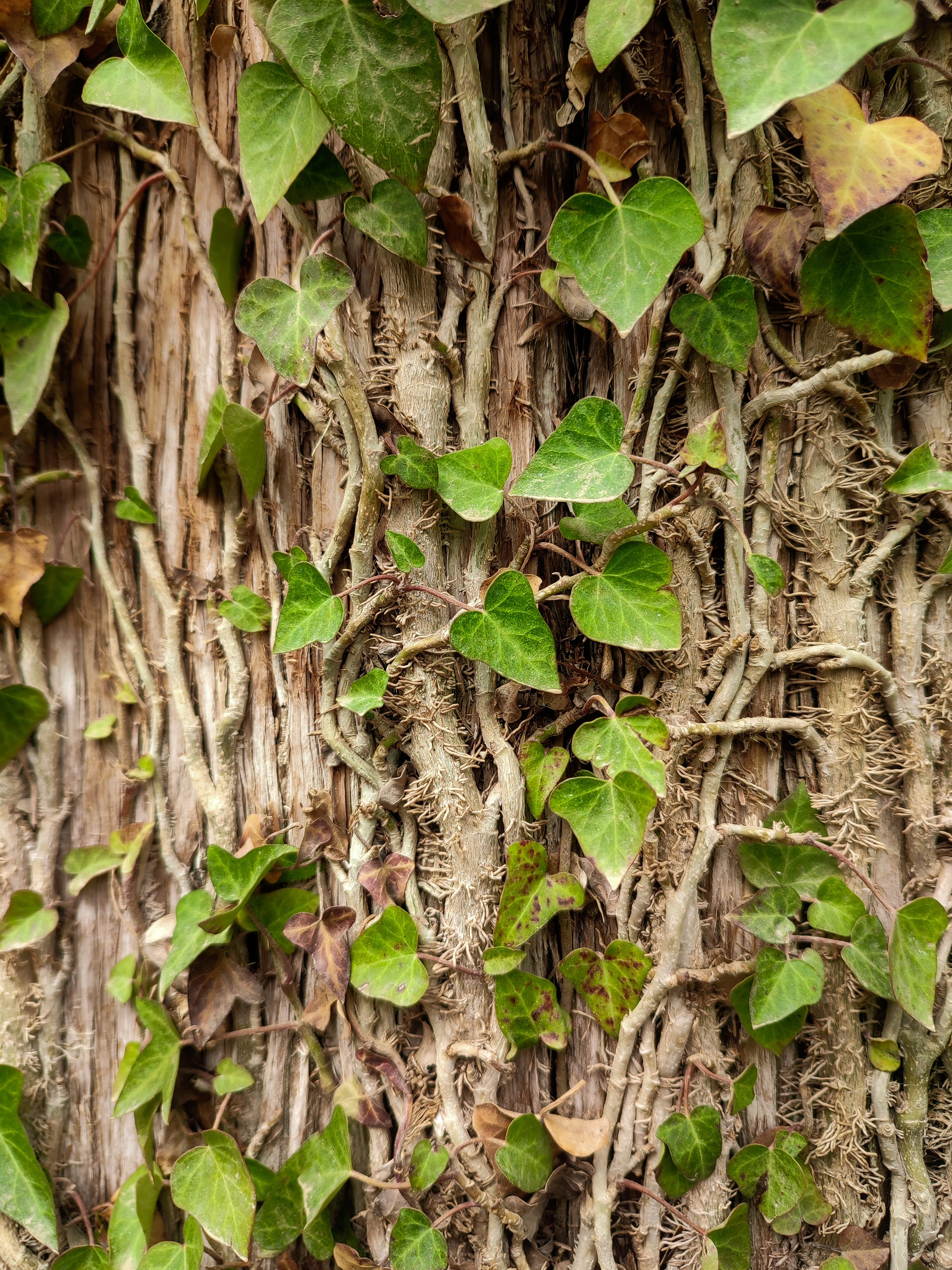 A close up of ivy growing on a tree trunk · Free Stock Photo