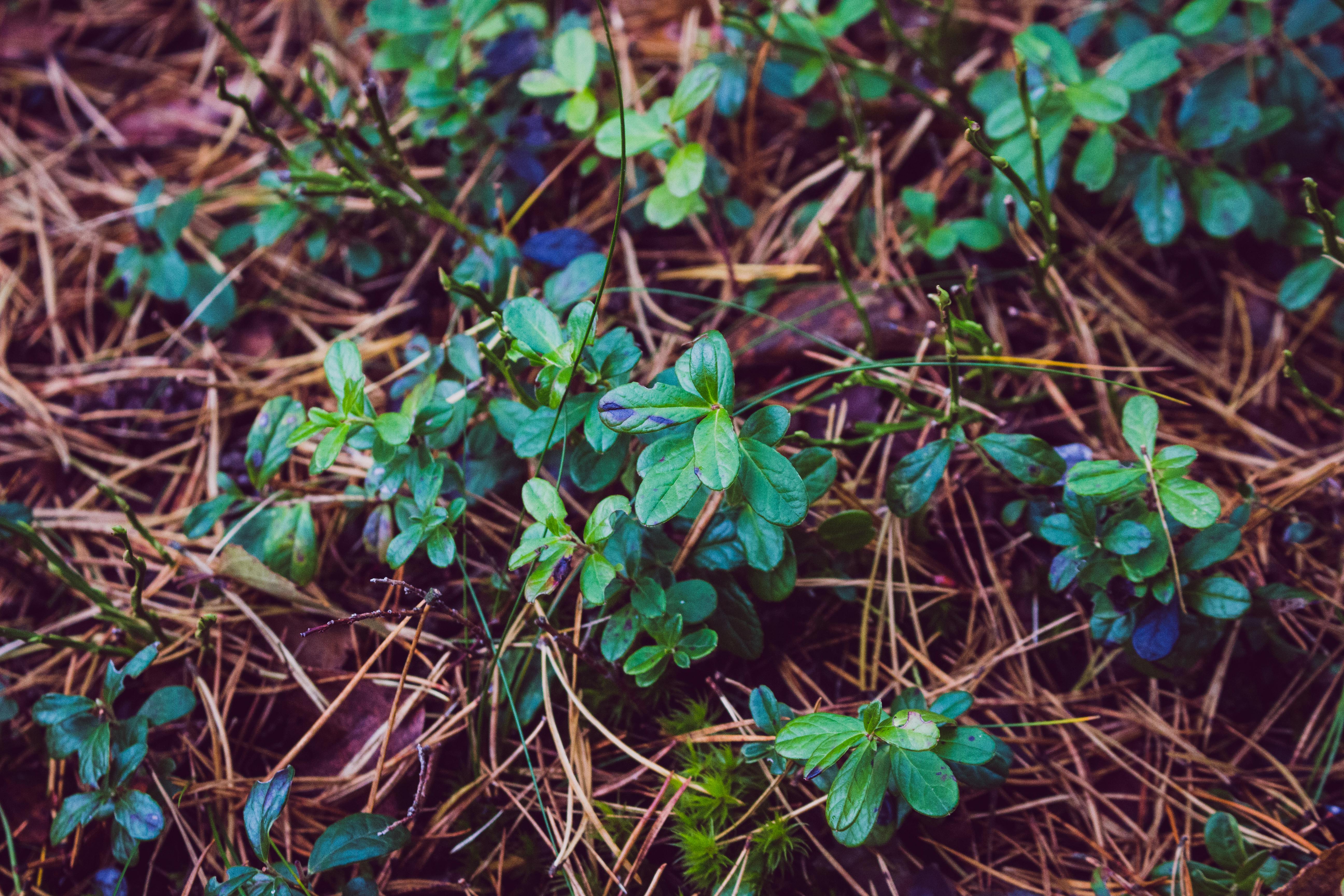 Photo of Leafy Small Plant · Free Stock Photo