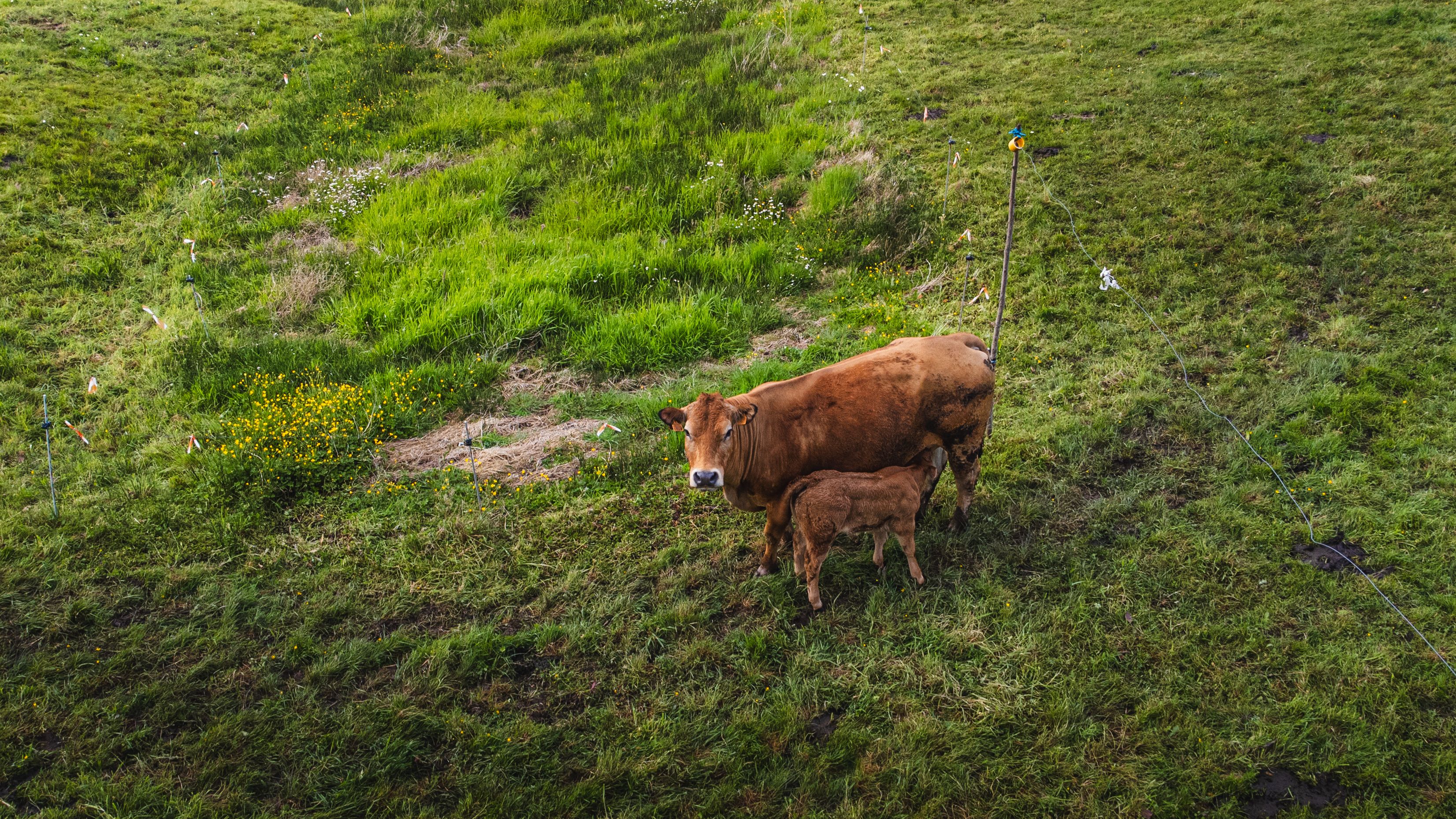 Cow and Calf on Pasture · Free Stock Photo