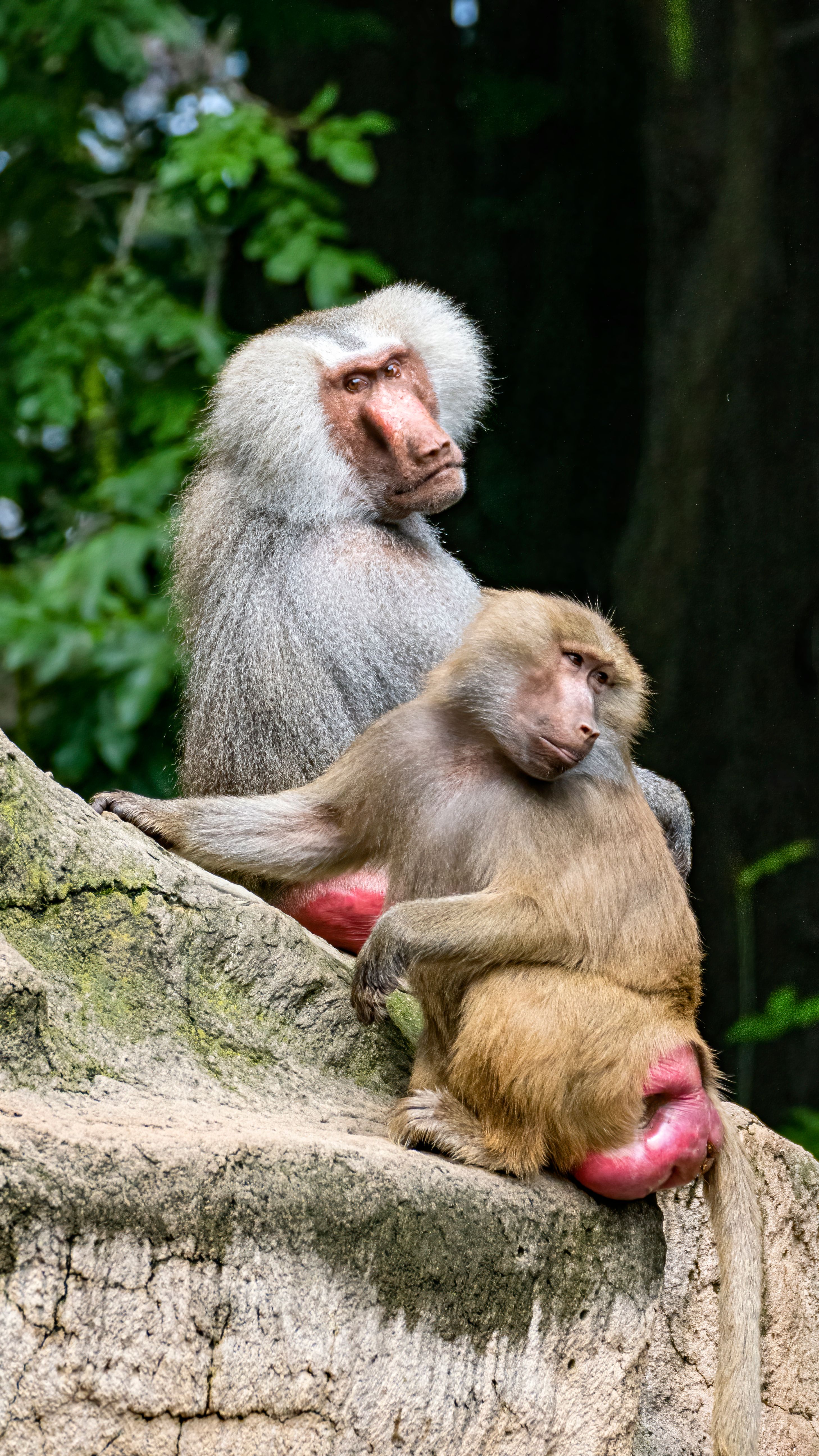 Baboons on a Rock · Free Stock Photo