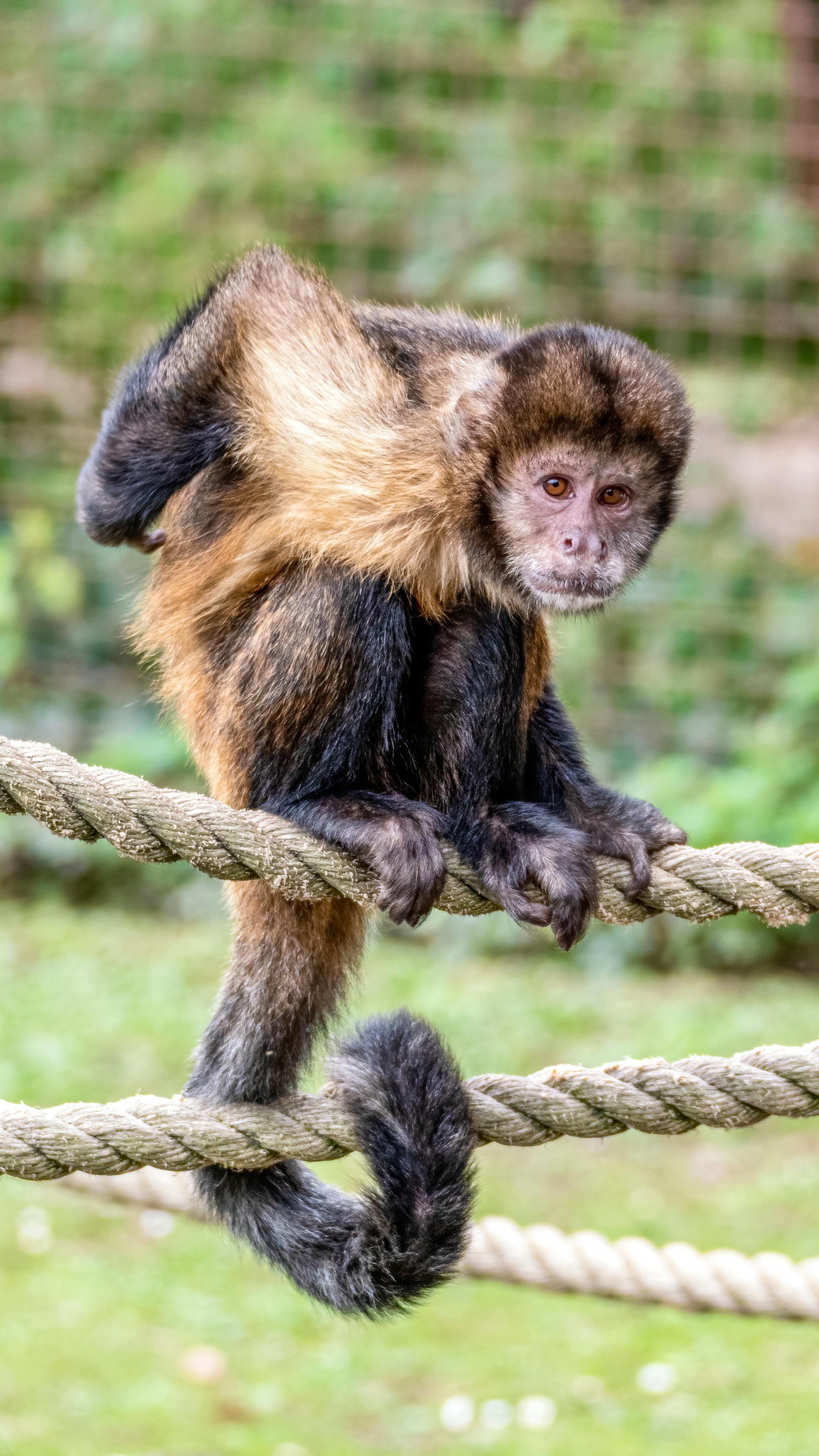 Monkey On a Rope · Free Stock Photo