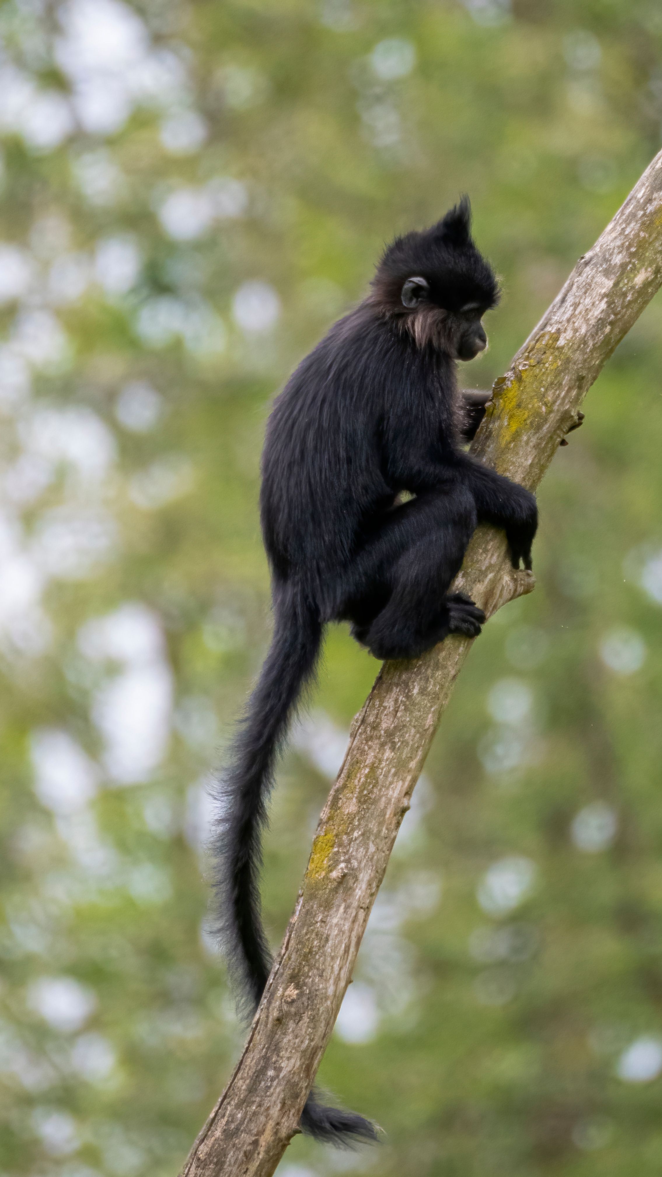 Black Monkey on a Branch · Free Stock Photo