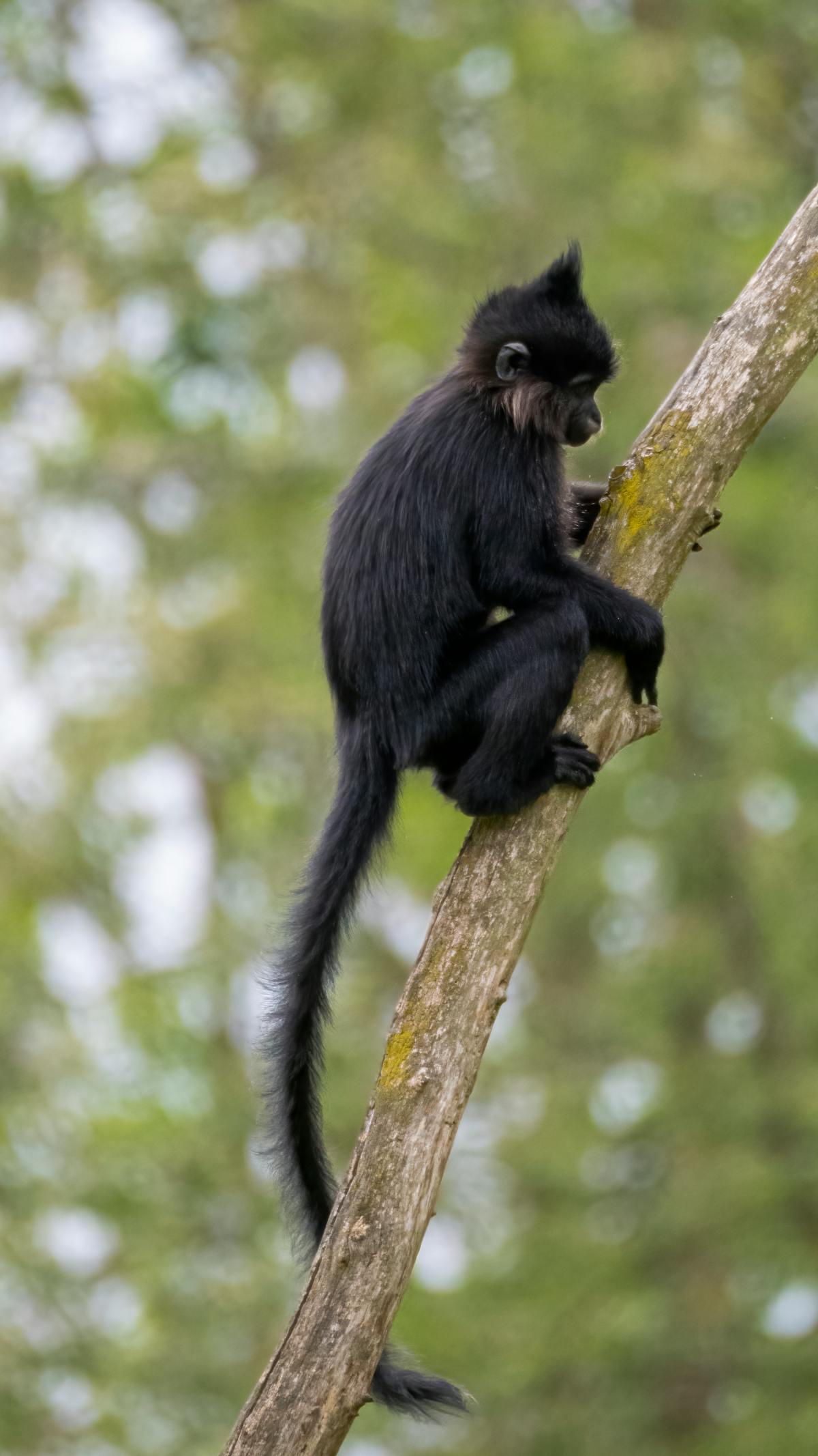 Black Monkey Photos, Download The BEST Free Black Monkey Stock Photos ...