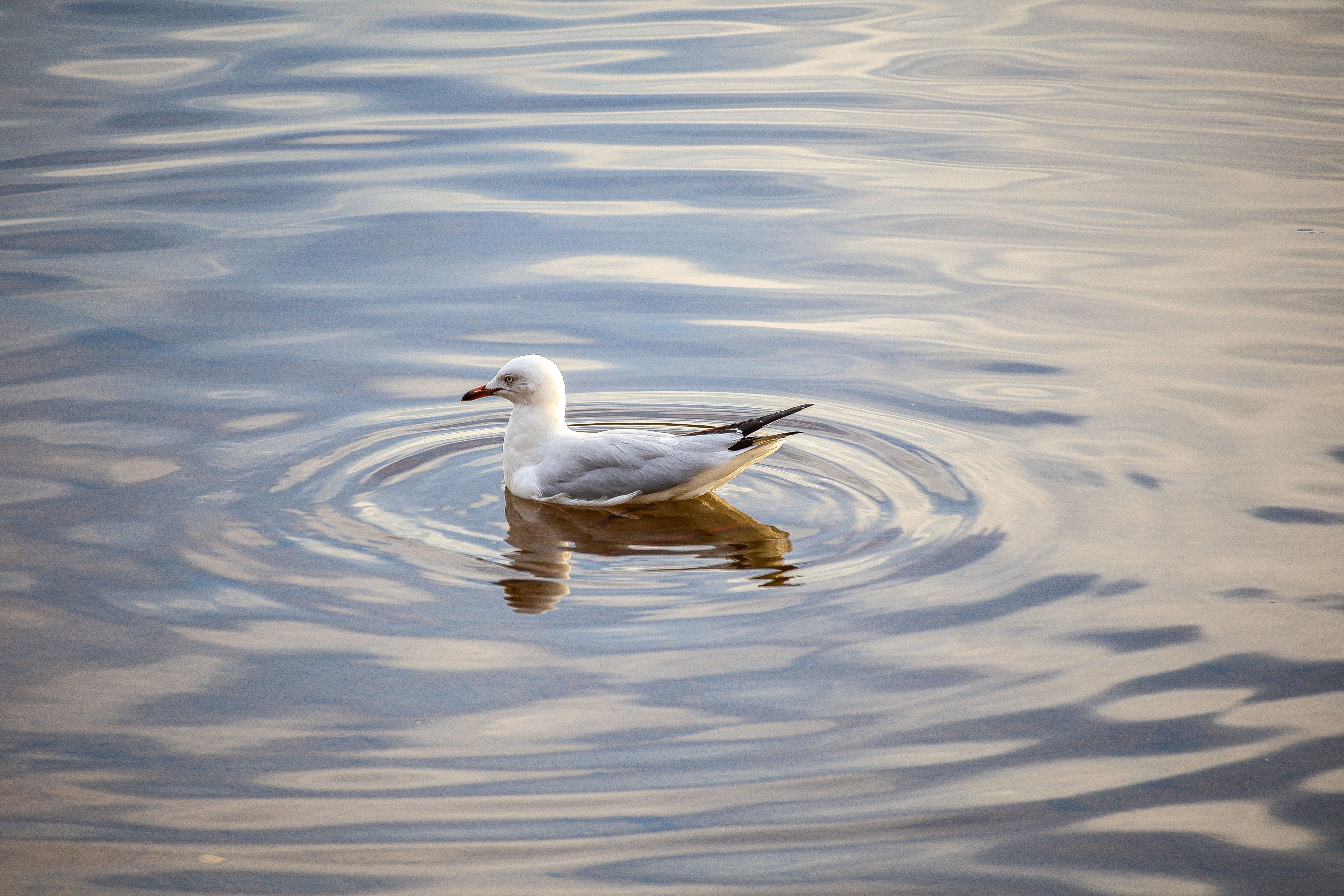 Seagull in Water · Free Stock Photo