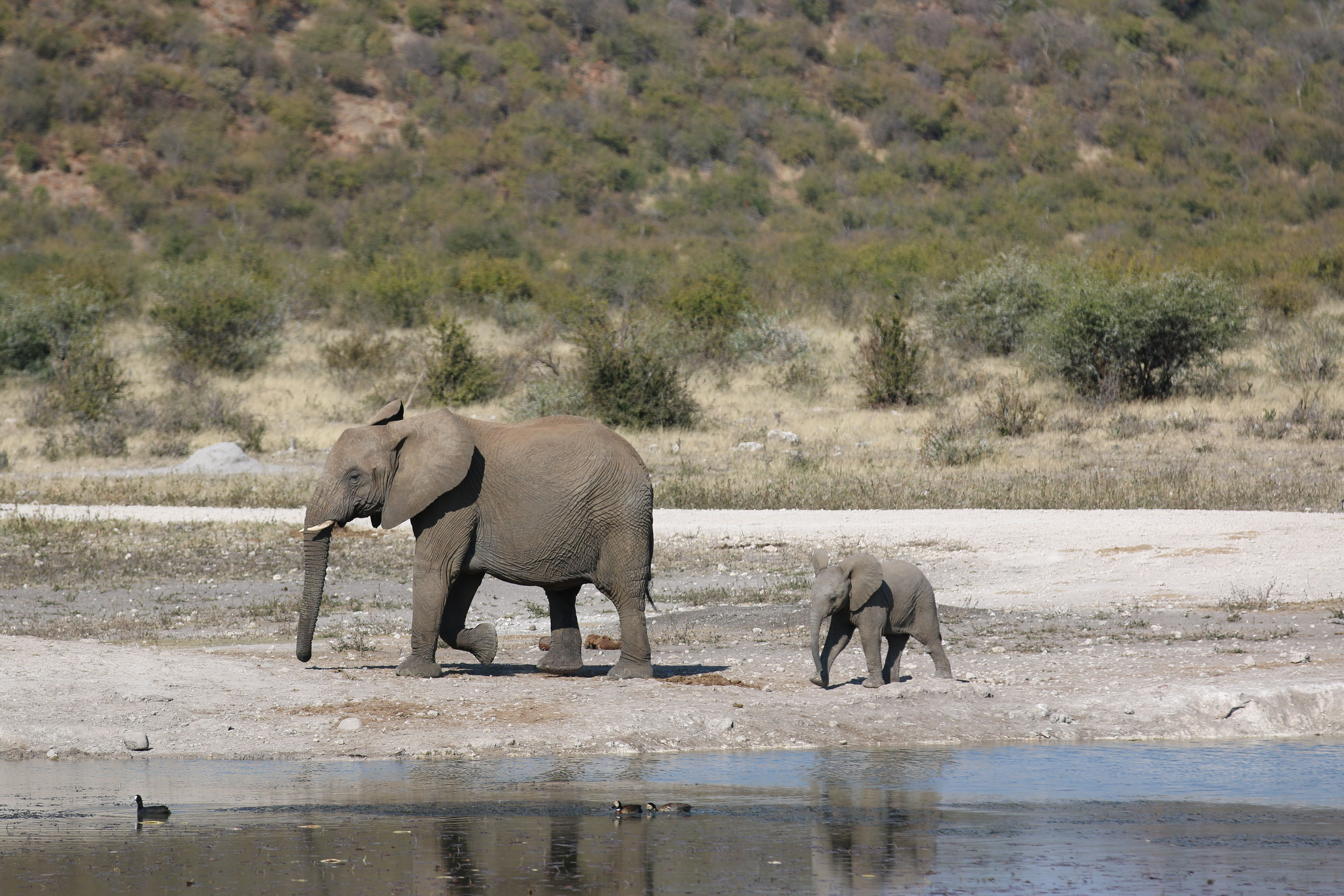 Elephants Walking on Sand Near Body of Water · Free Stock Photo