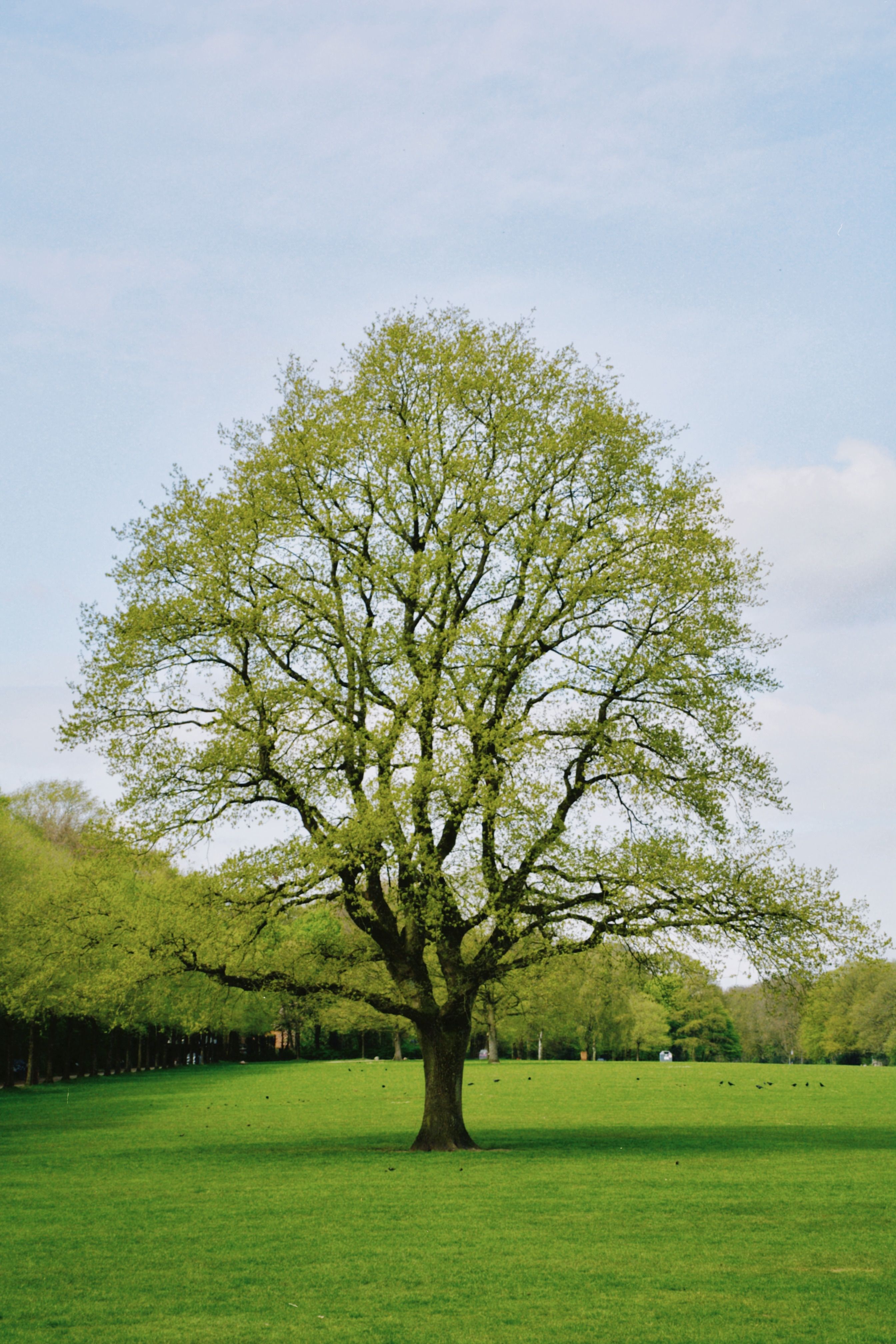 Relaxing Afternoon in London Park · Free Stock Photo