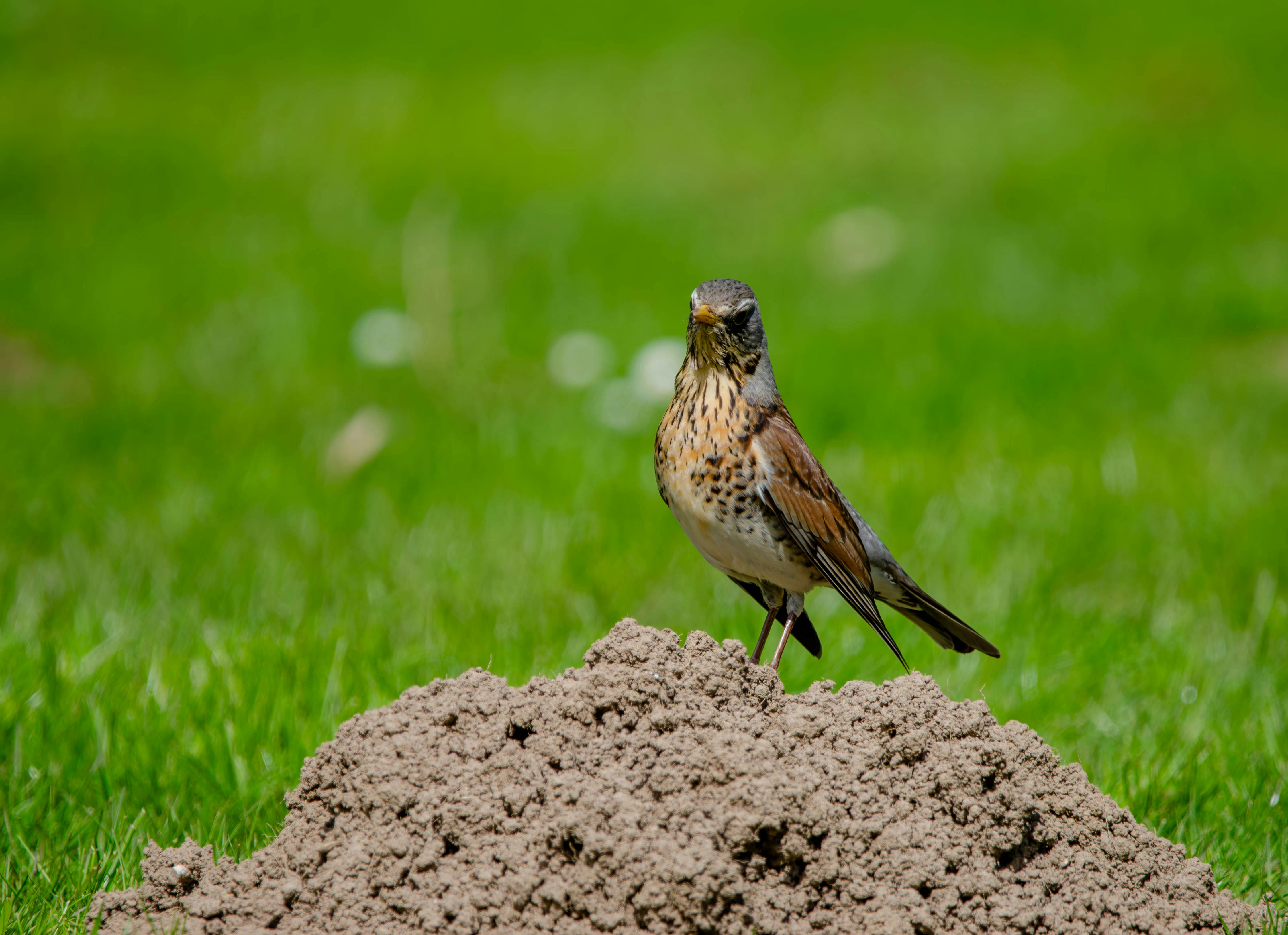 Fieldfare · Free Stock Photo