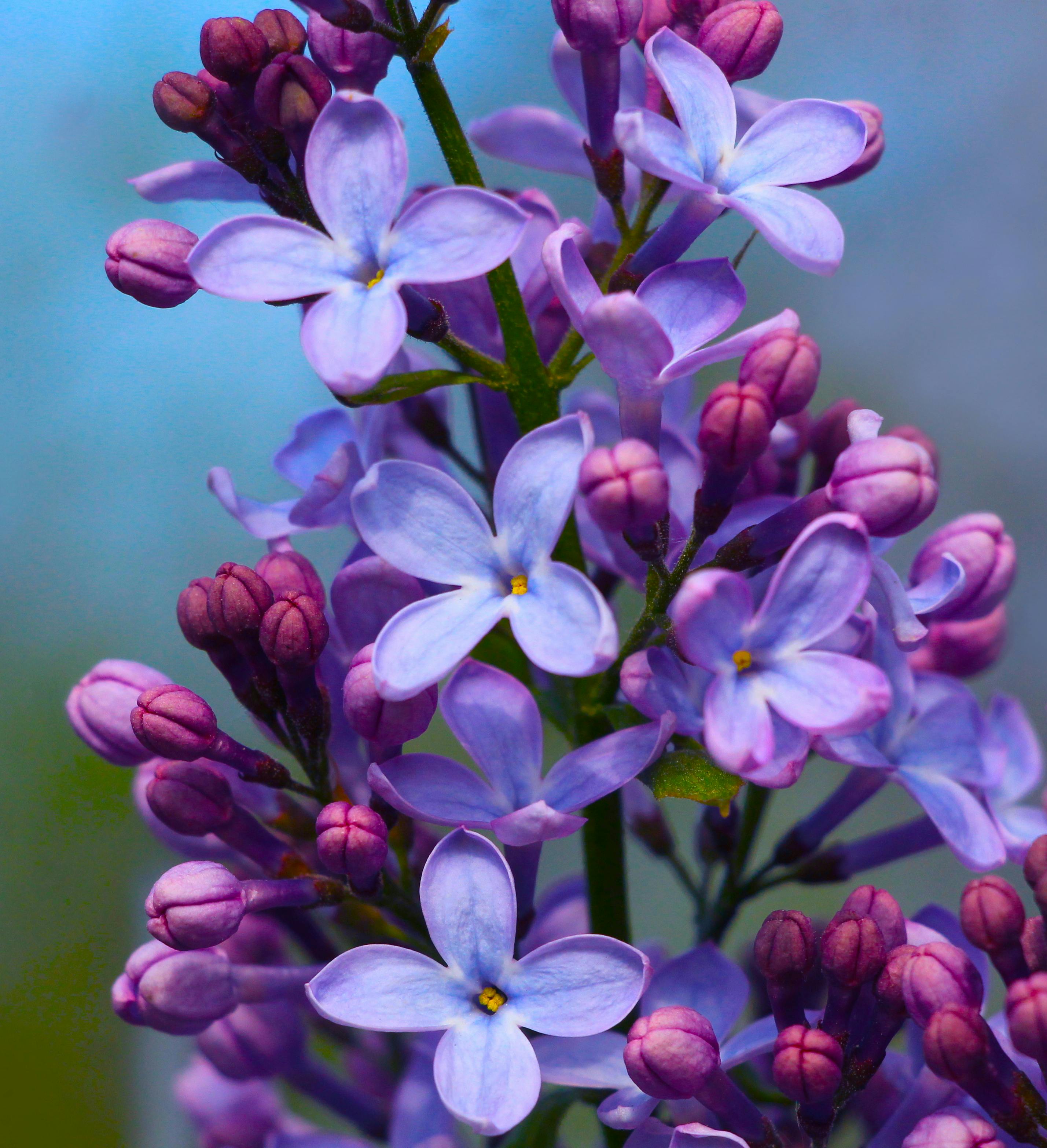 Close up of Flowers · Free Stock Photo