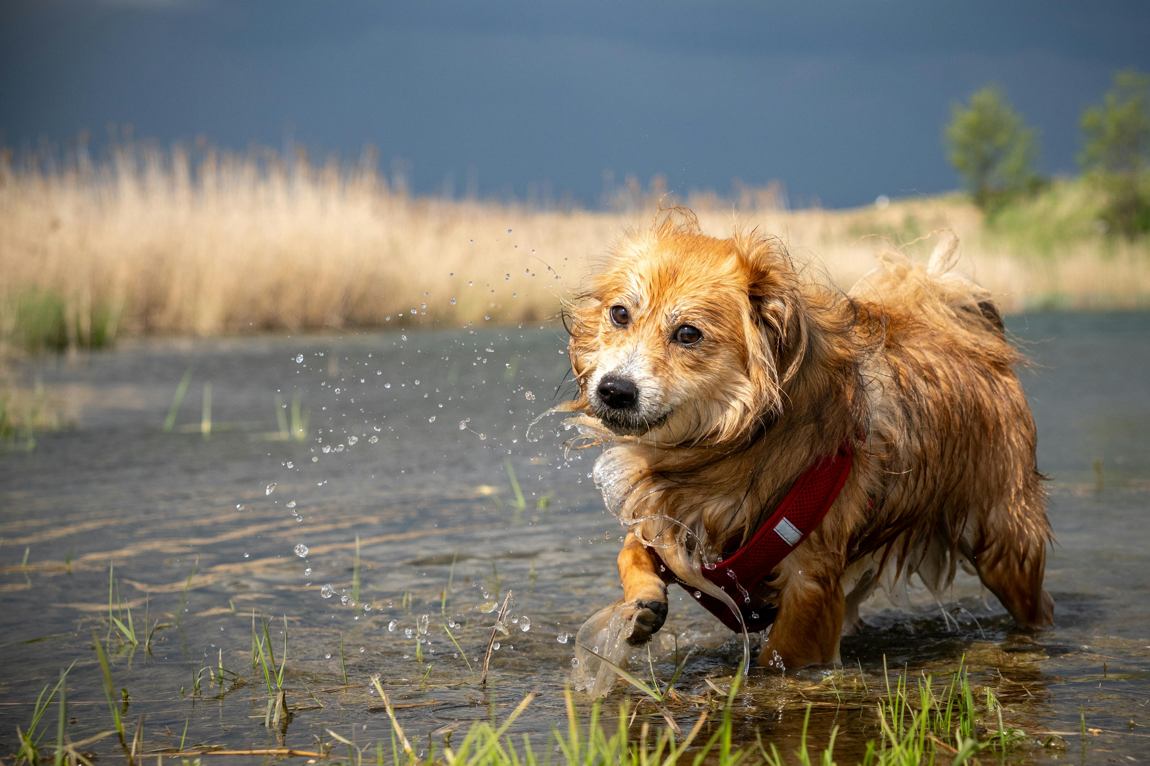 A Happy Dog Wading in Shallow Water · Free Stock Photo