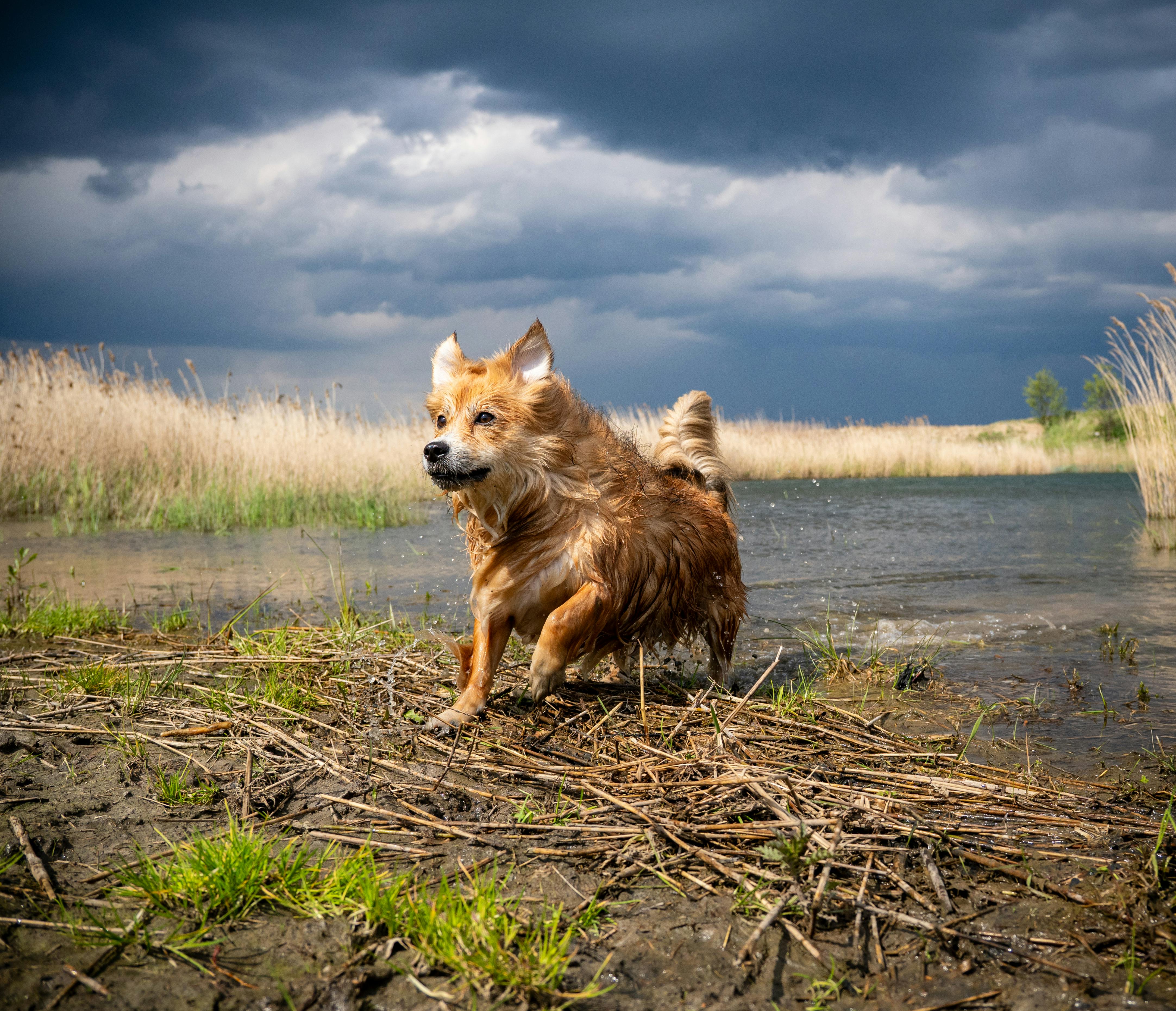 Synthetic Turf Dog Run in Charleston SC for Pet Owners