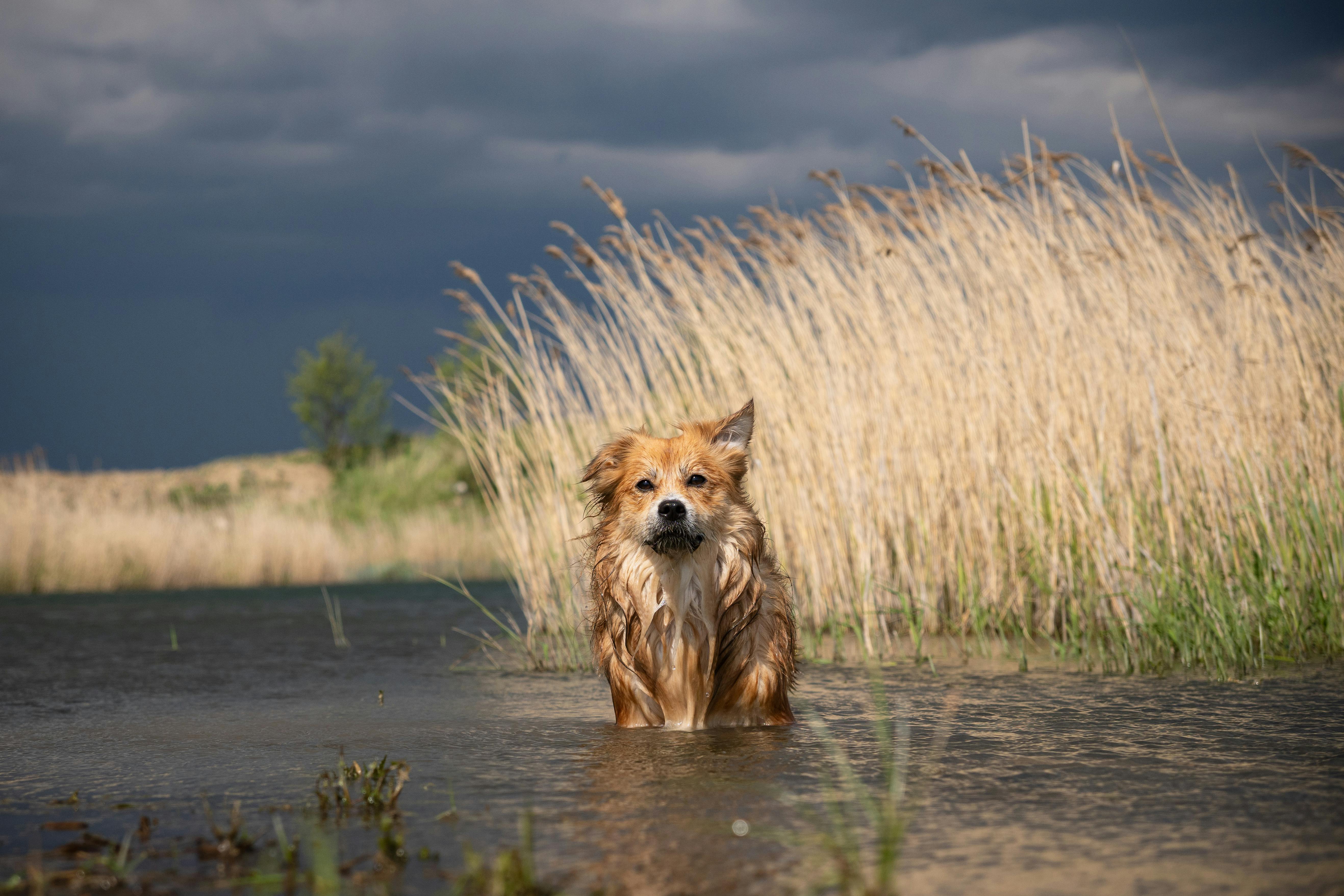 A Dog in Water · Free Stock Photo