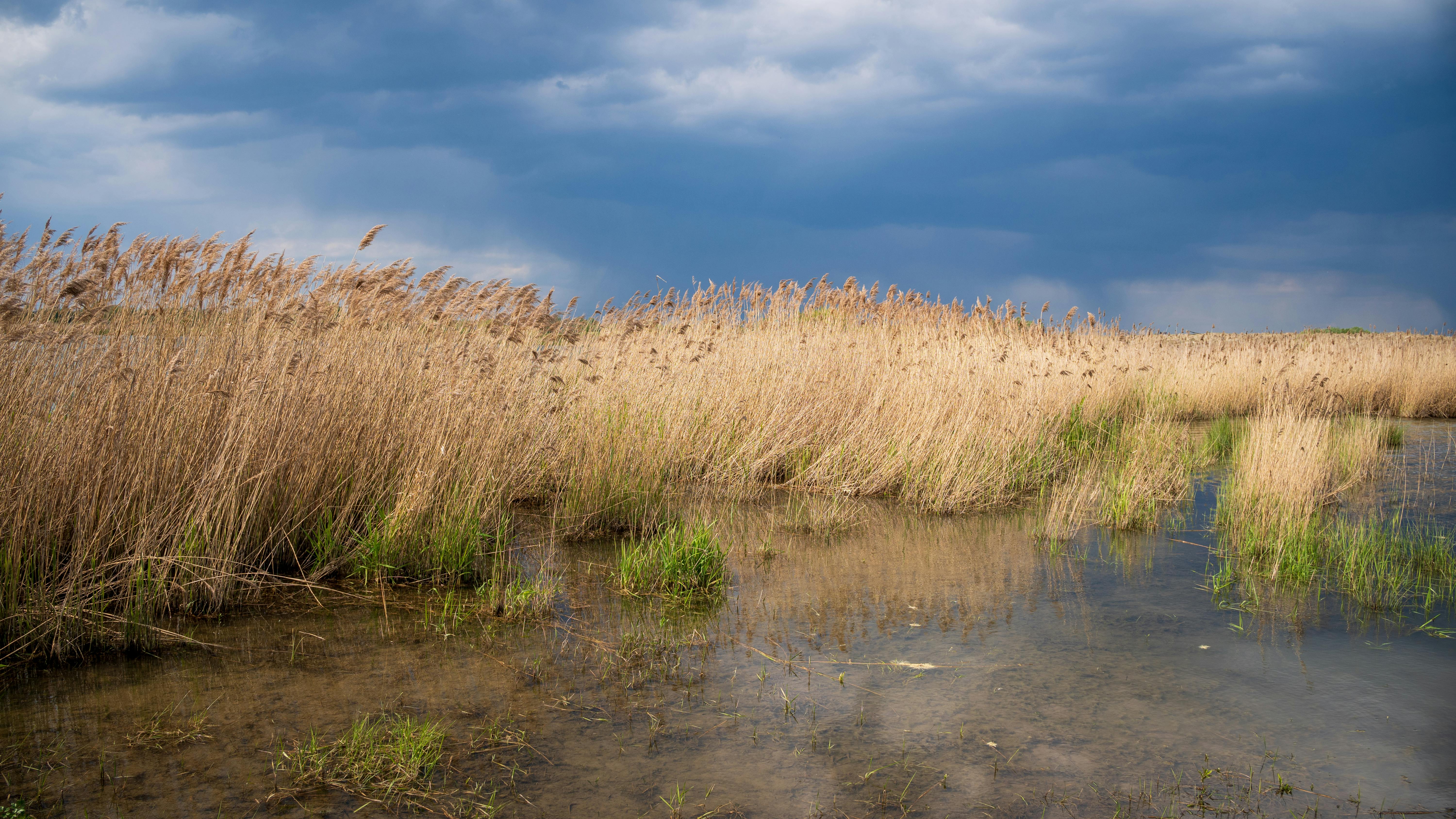 A marsh with tall grass and water under a cloudy sky · Free Stock Photo