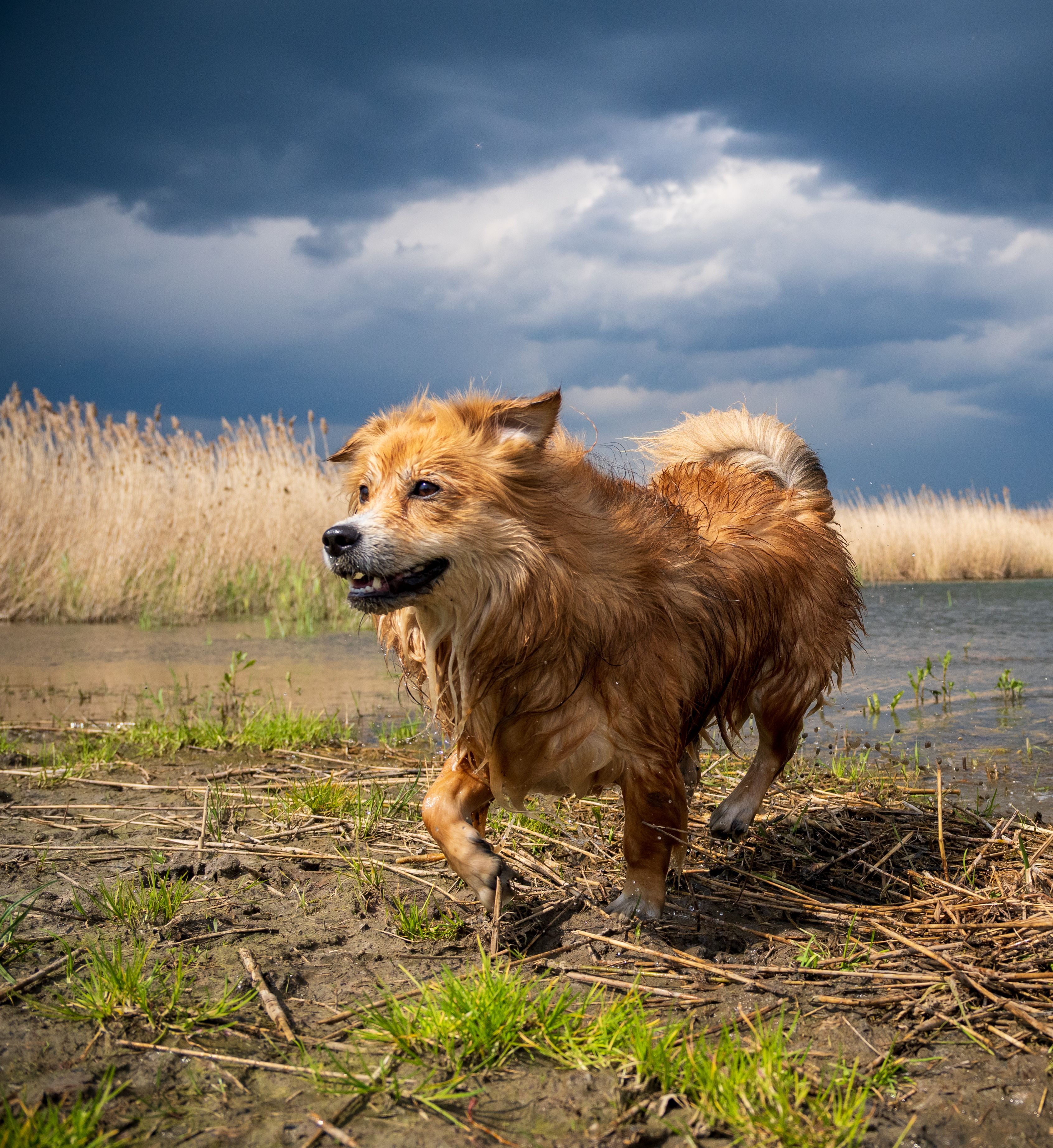 A Dog Running Outdoors · Free Stock Photo