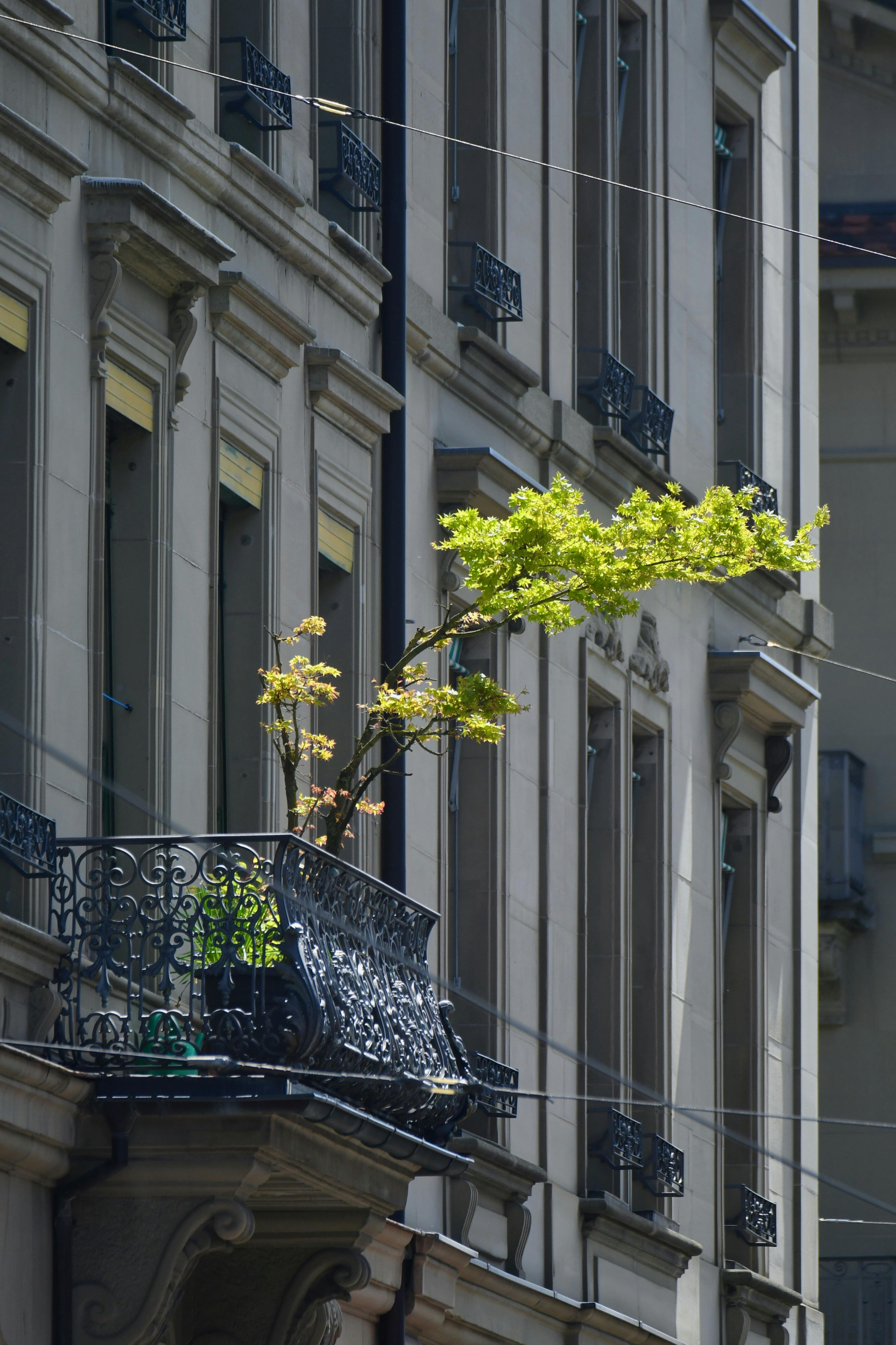 Tree on Balcony · Free Stock Photo