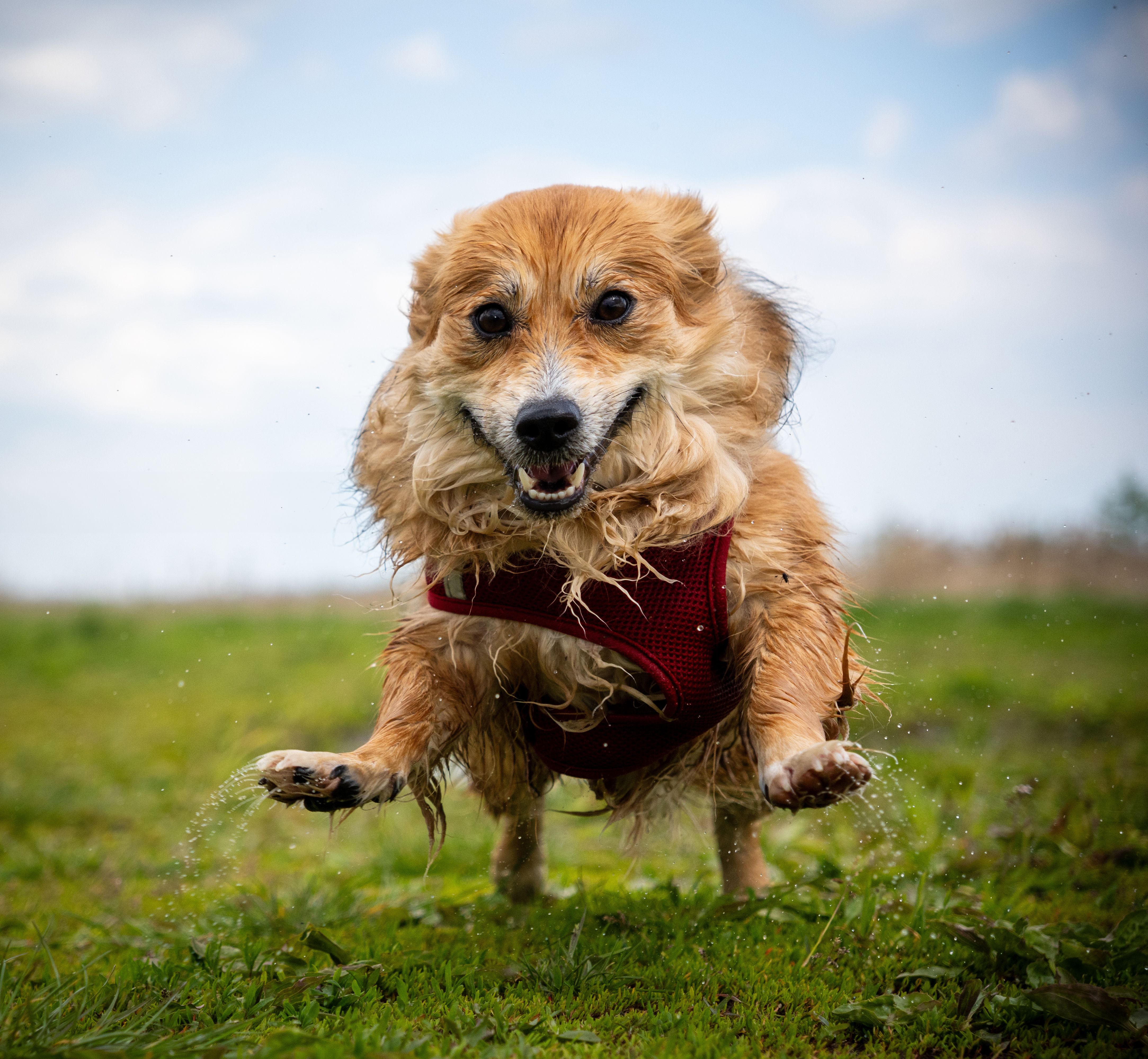 Close up of a Dog Running · Free Stock Photo
