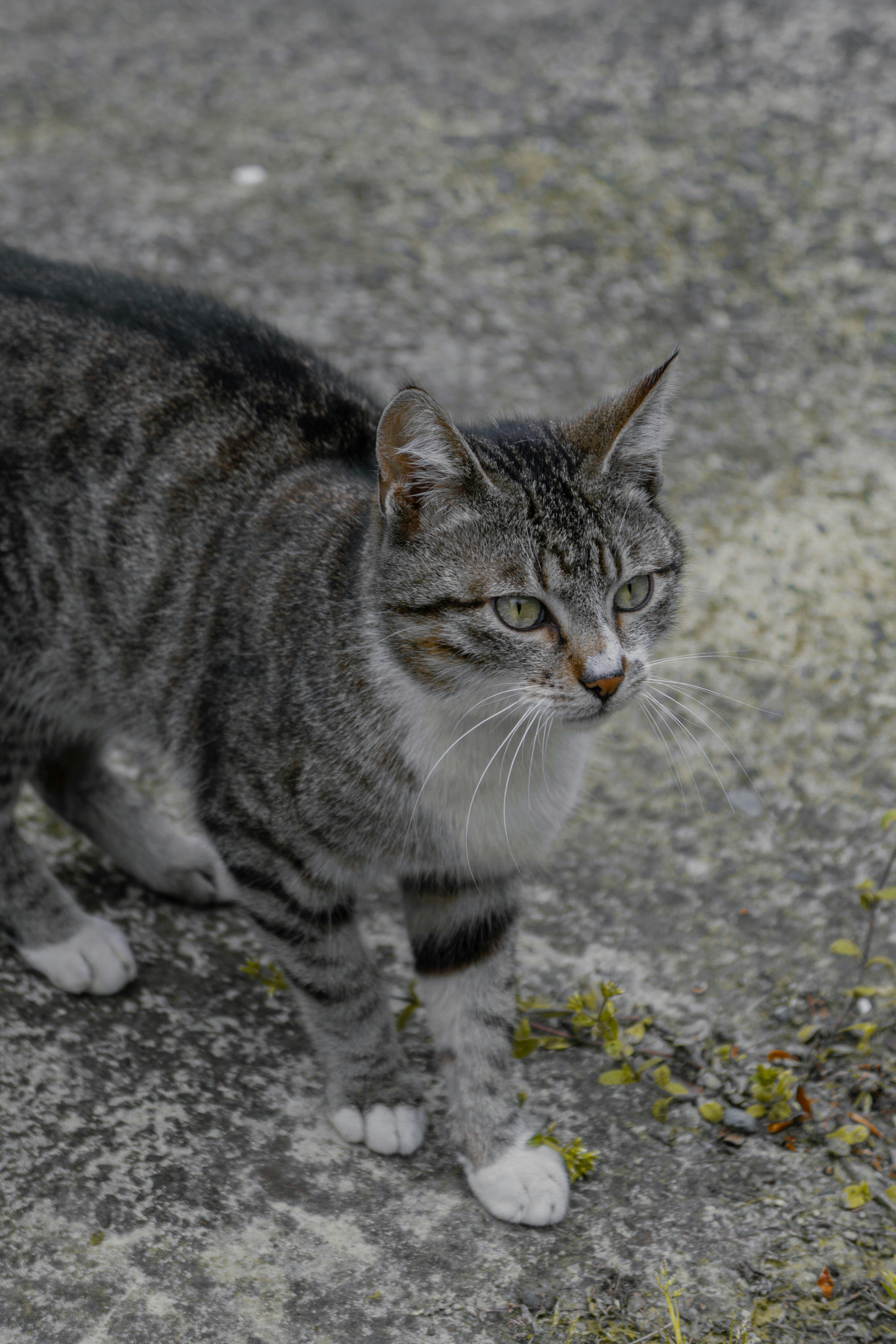 Selective Focus of Cat · Free Stock Photo