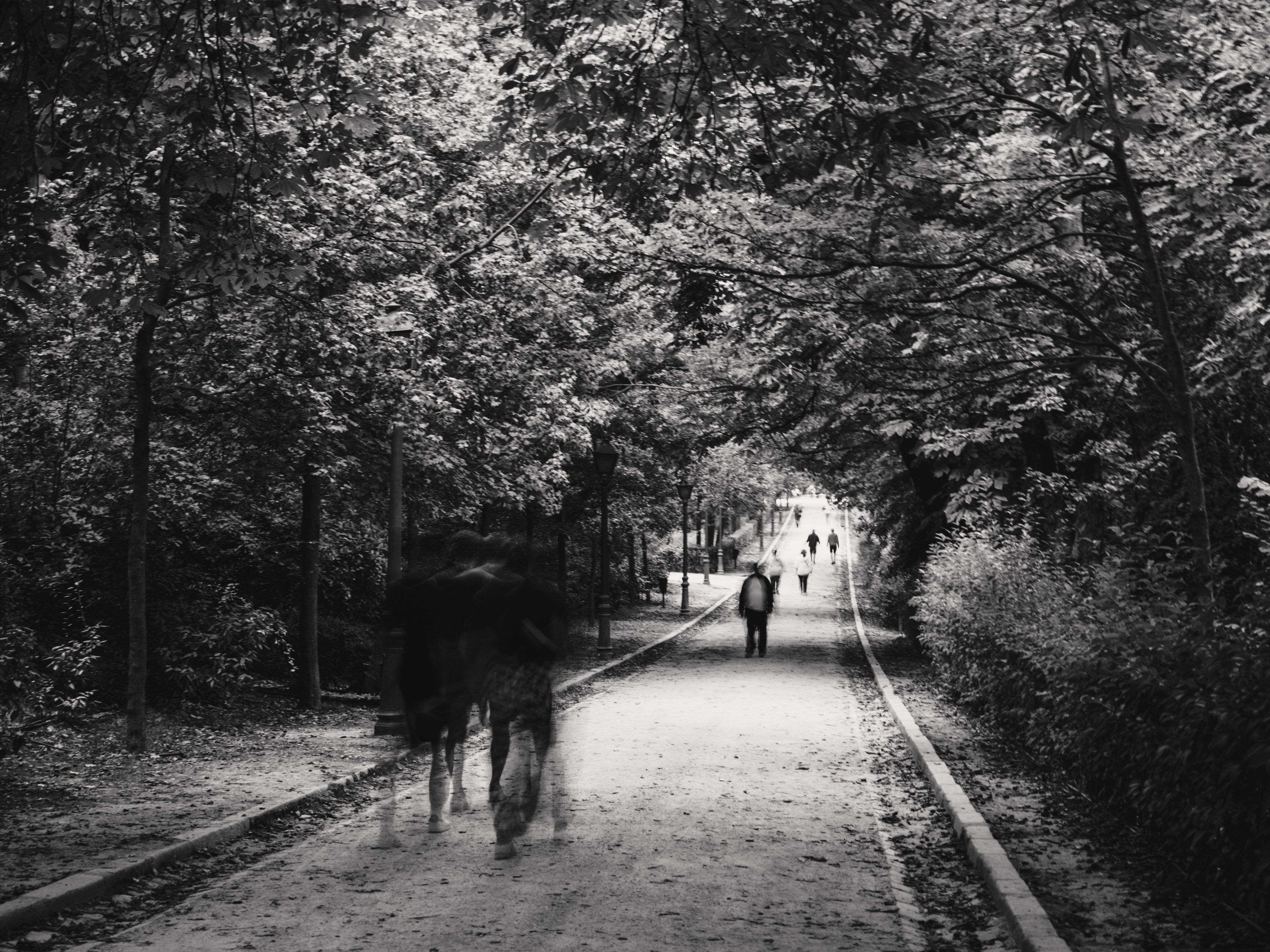 A black and white photo of people walking down a path · Free Stock Photo