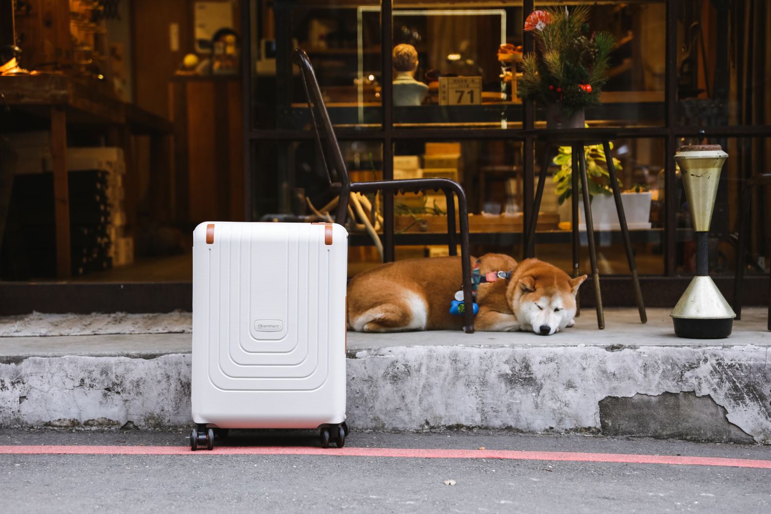 Shiba Inu Colors: Facts, Health Risks & Care Tips