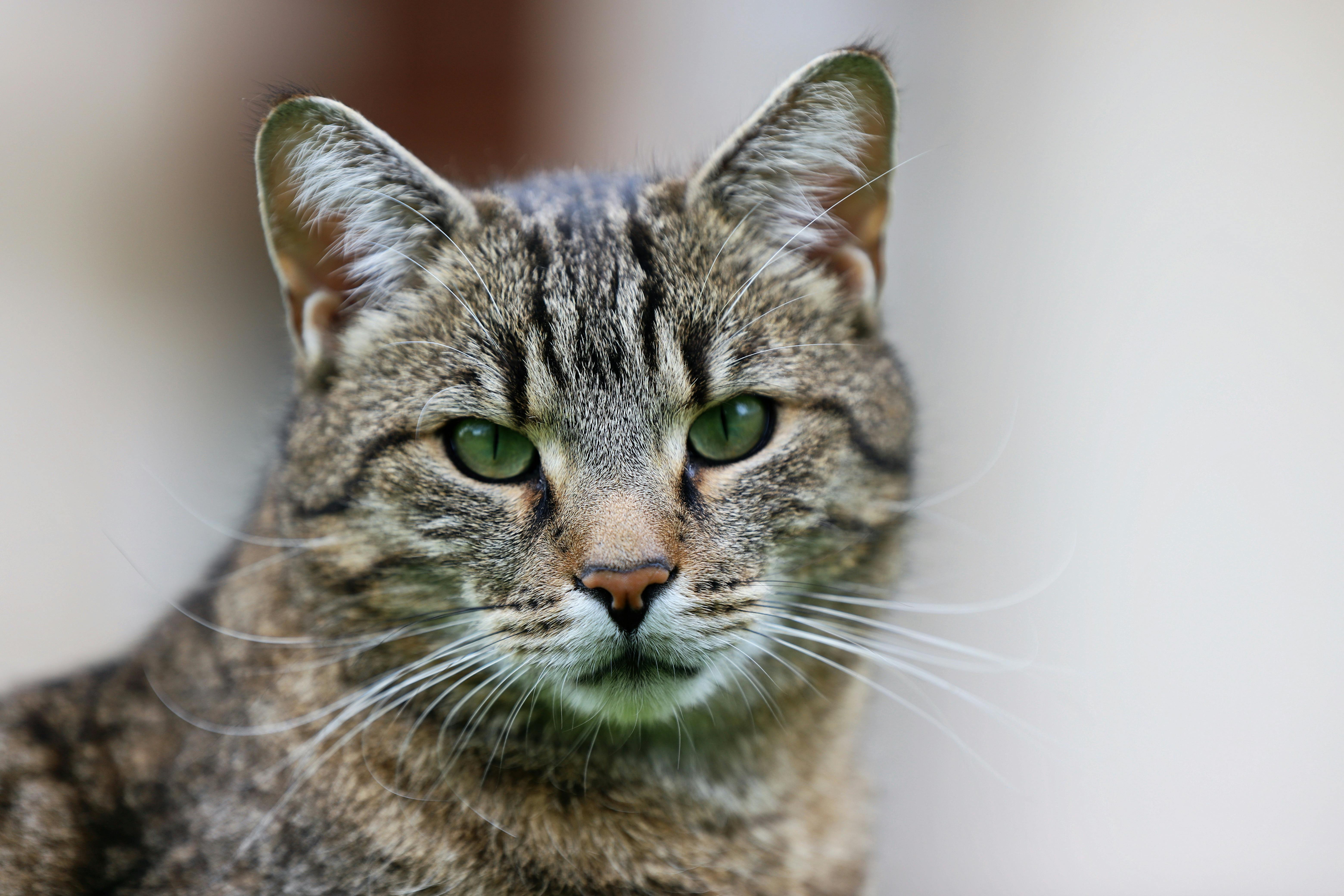 Close up of a Cat · Free Stock Photo