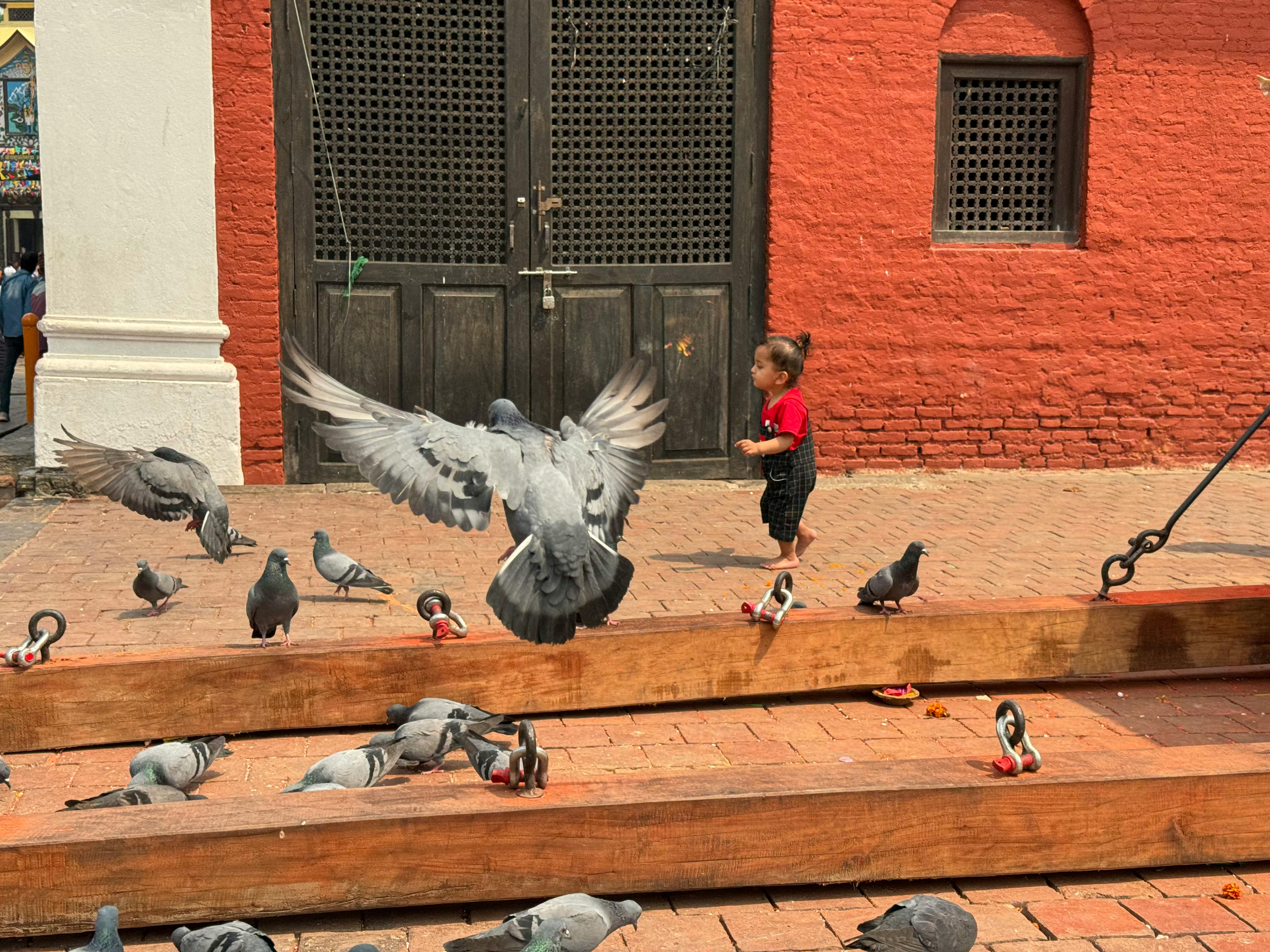 Pigeons in City · Free Stock Photo