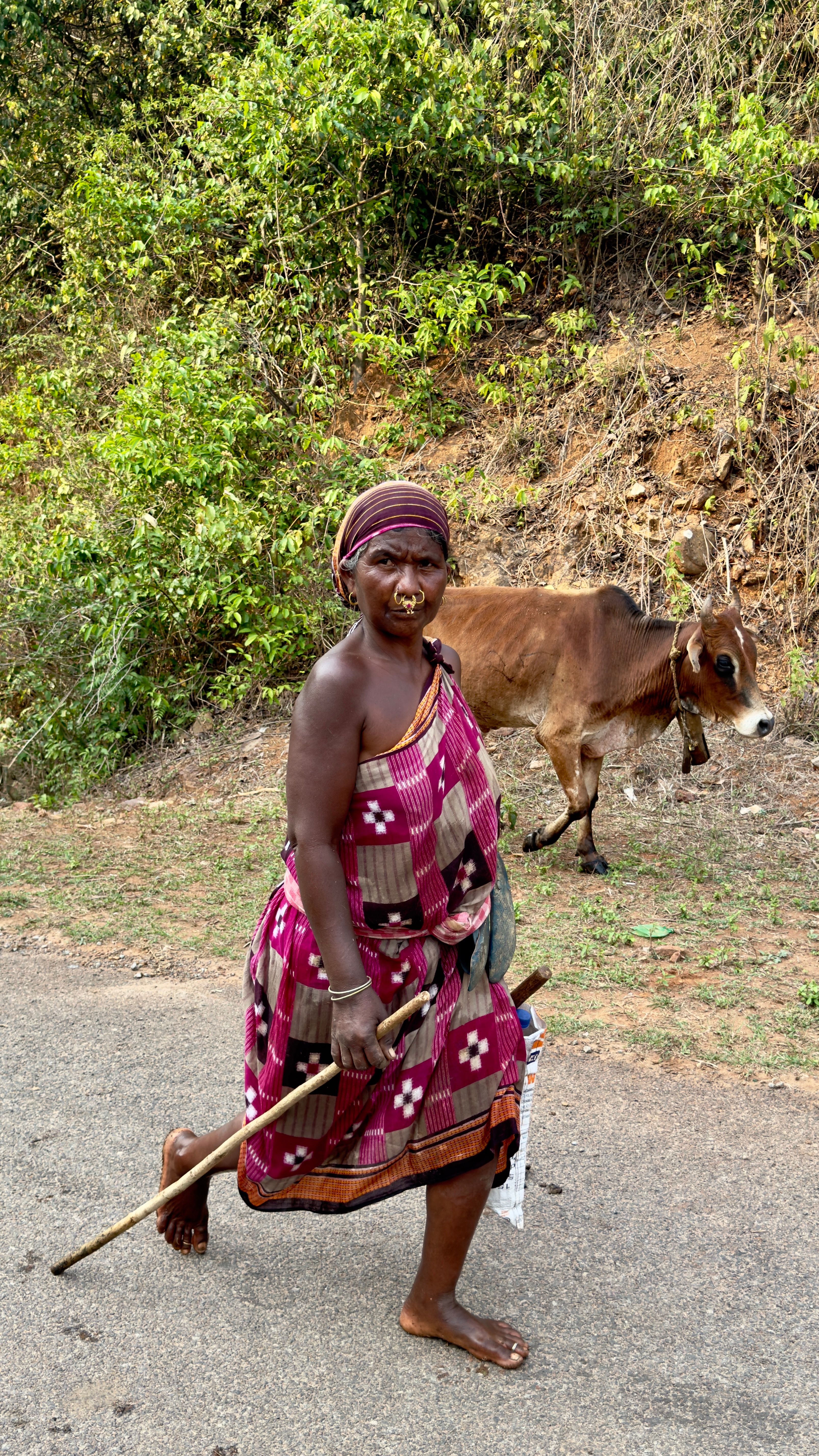 Woman in Traditional Dress Walking with Cow on Road · Free Stock Photo