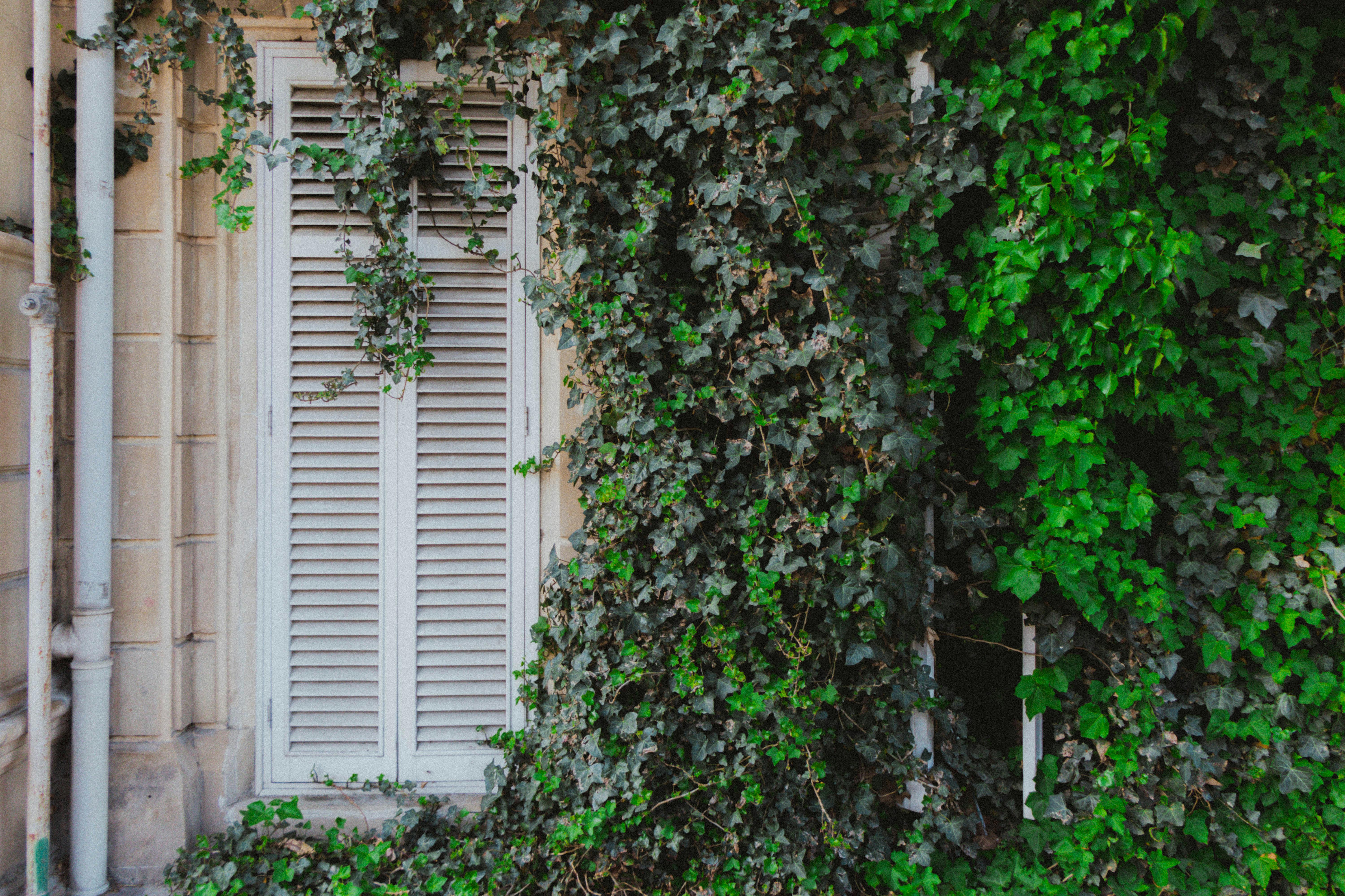 Ivy around Window of House · Free Stock Photo