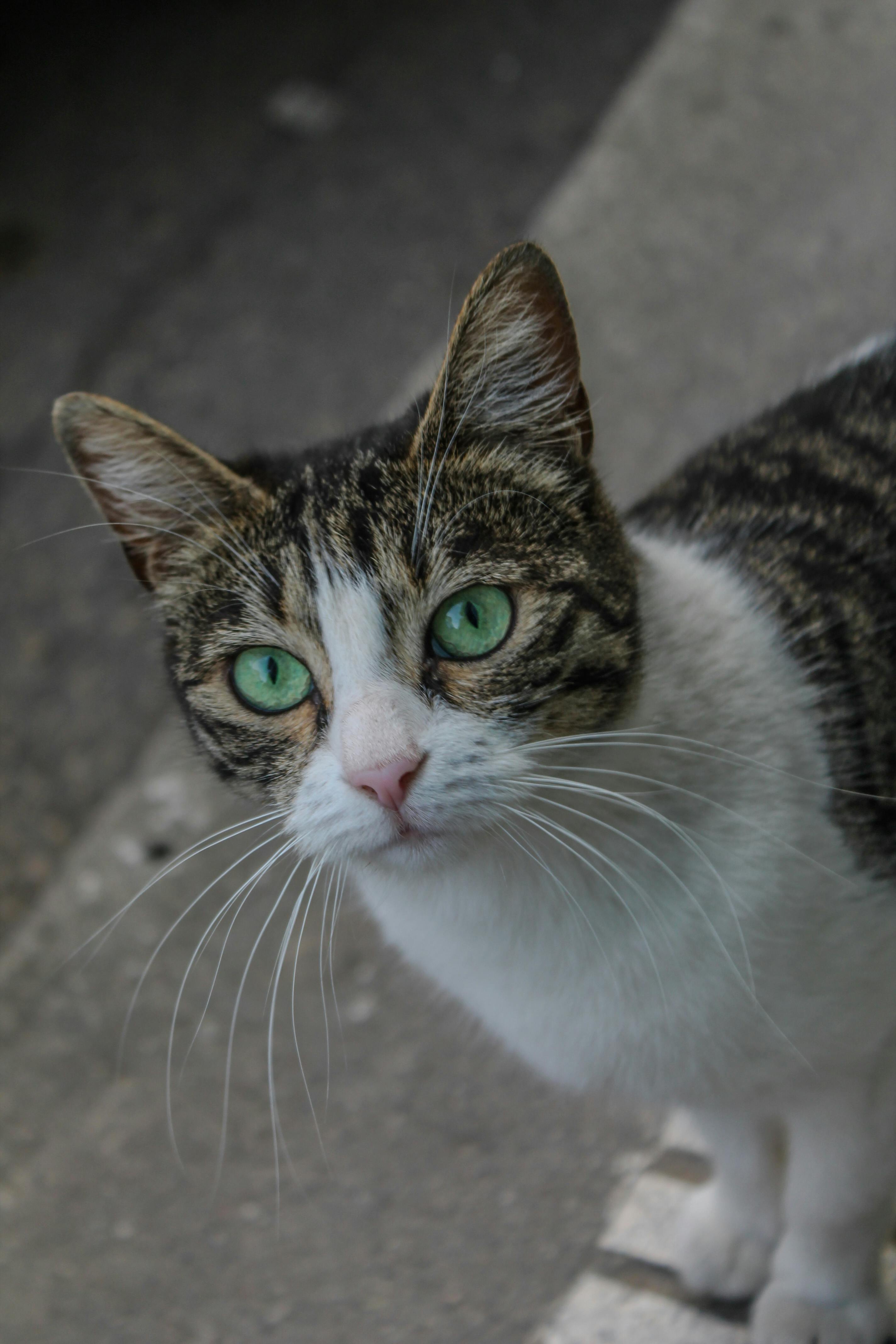 Cute Downy Cat · Free Stock Photo