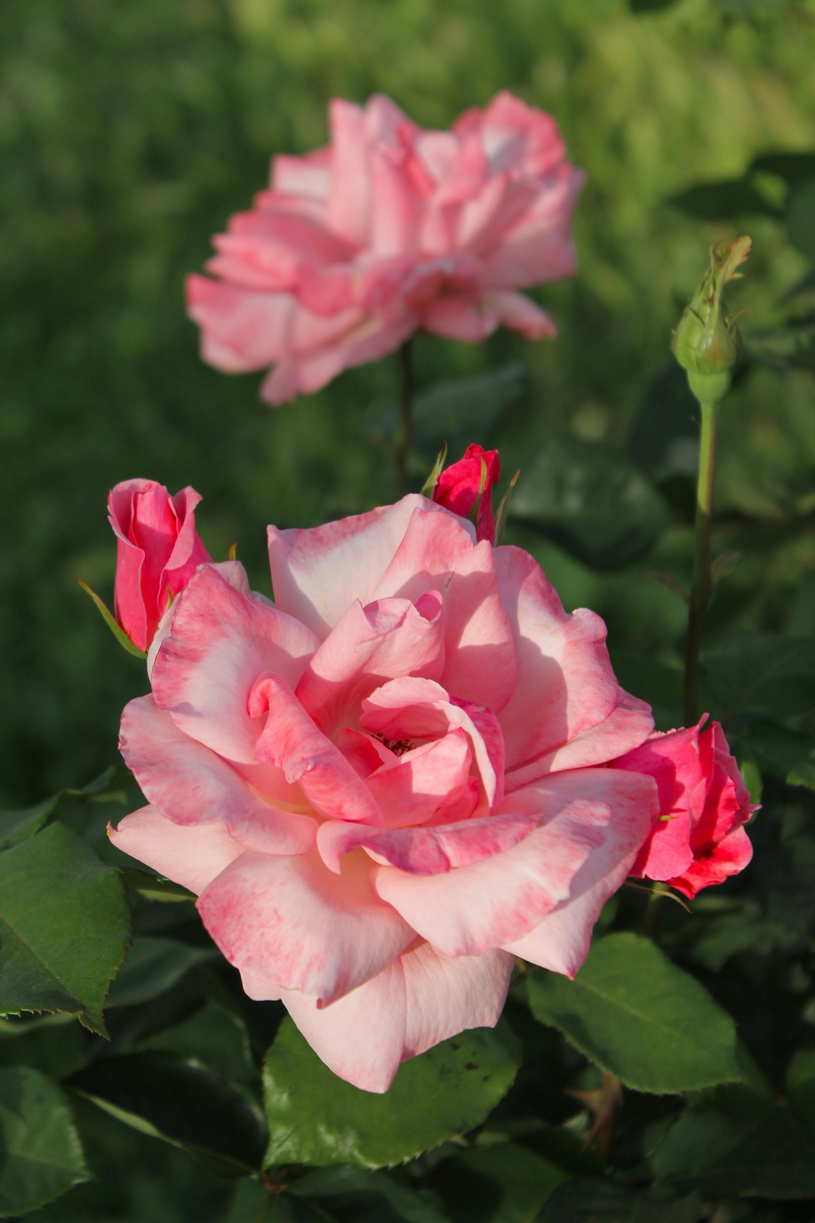 Garden rose ( Rosa chinensis ) · Free Stock Photo