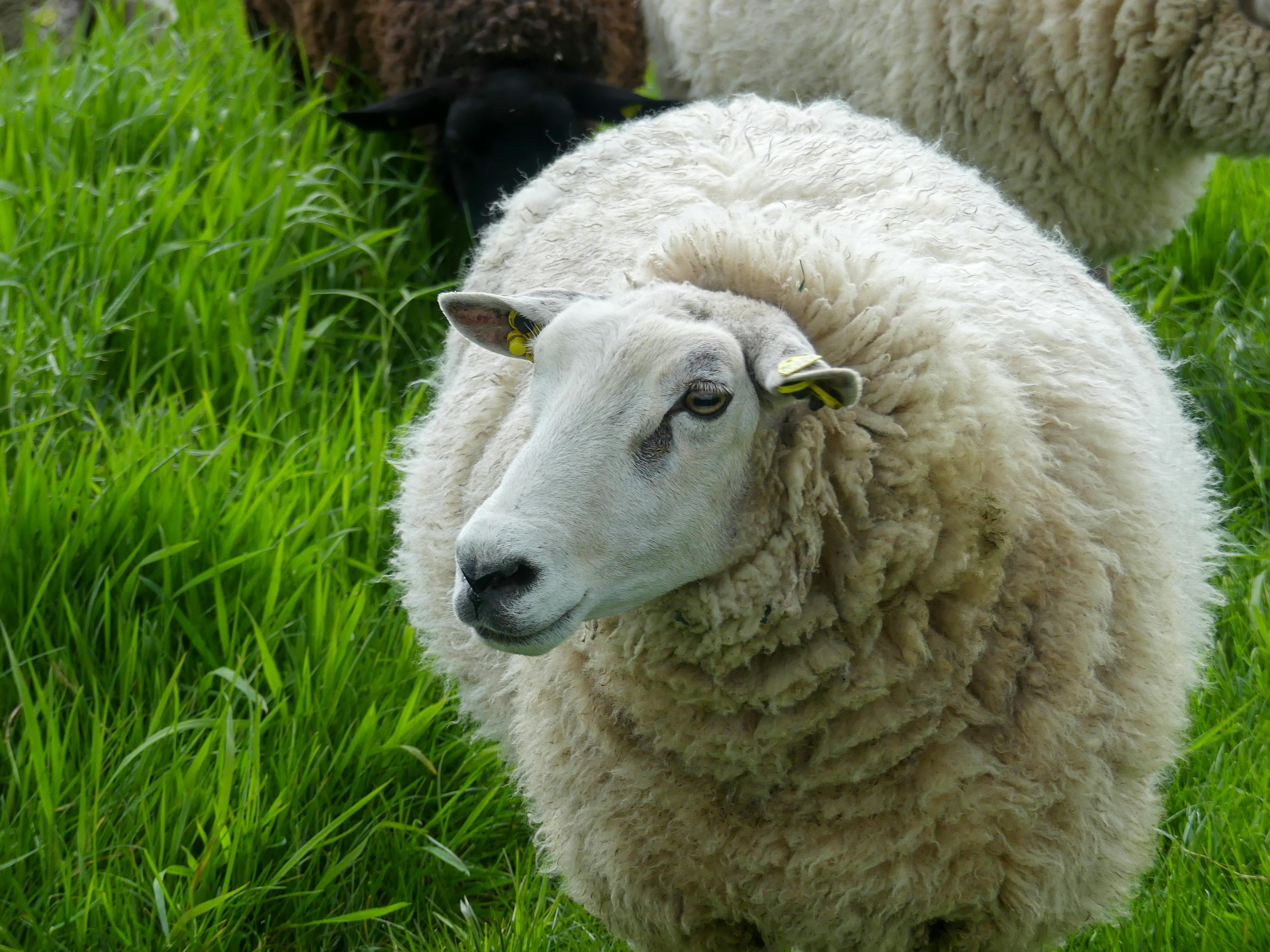 Sheep · Free Stock Photo