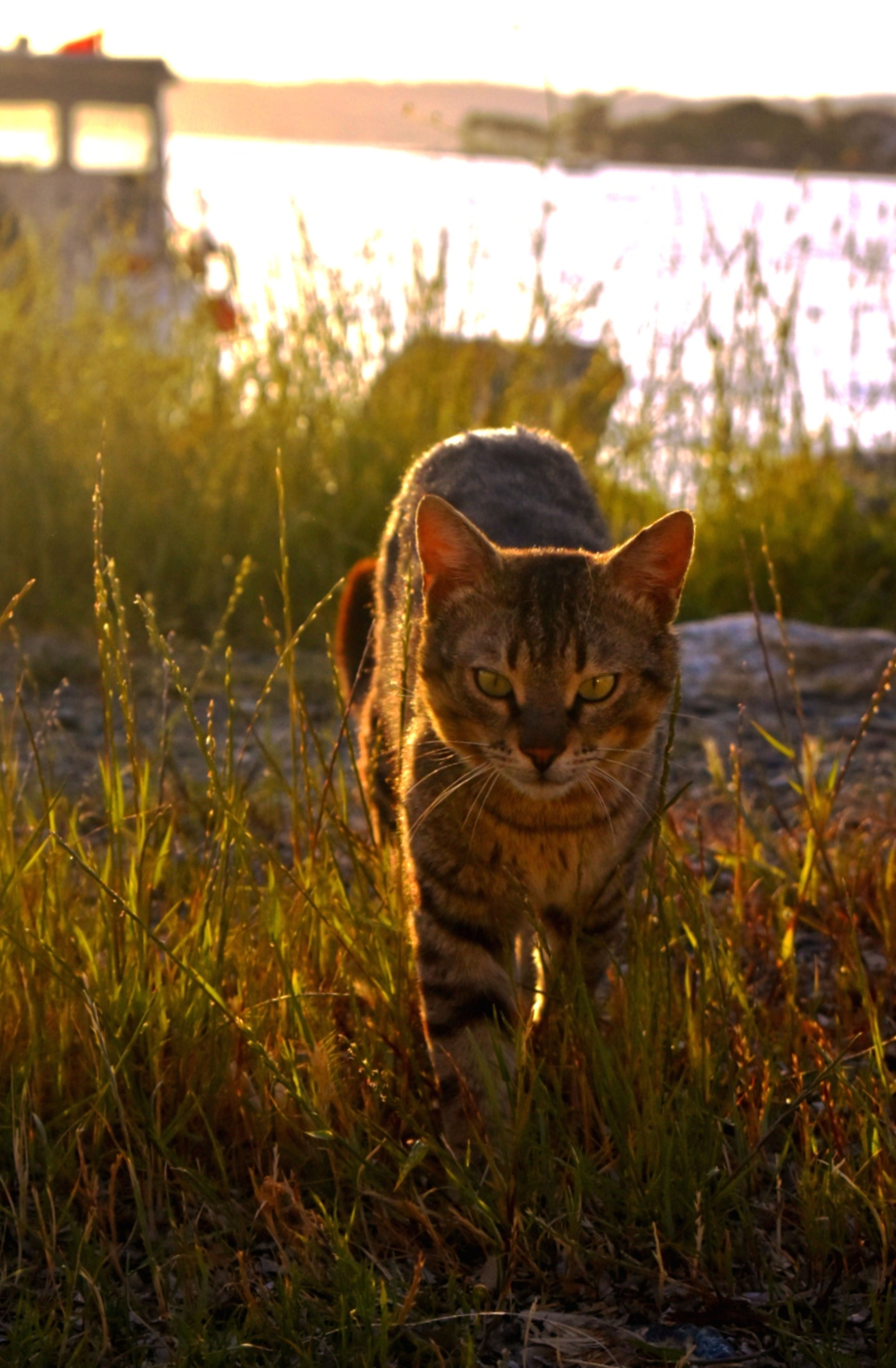Cat Walking Photos, Download The BEST Free Cat Walking Stock Photos ...