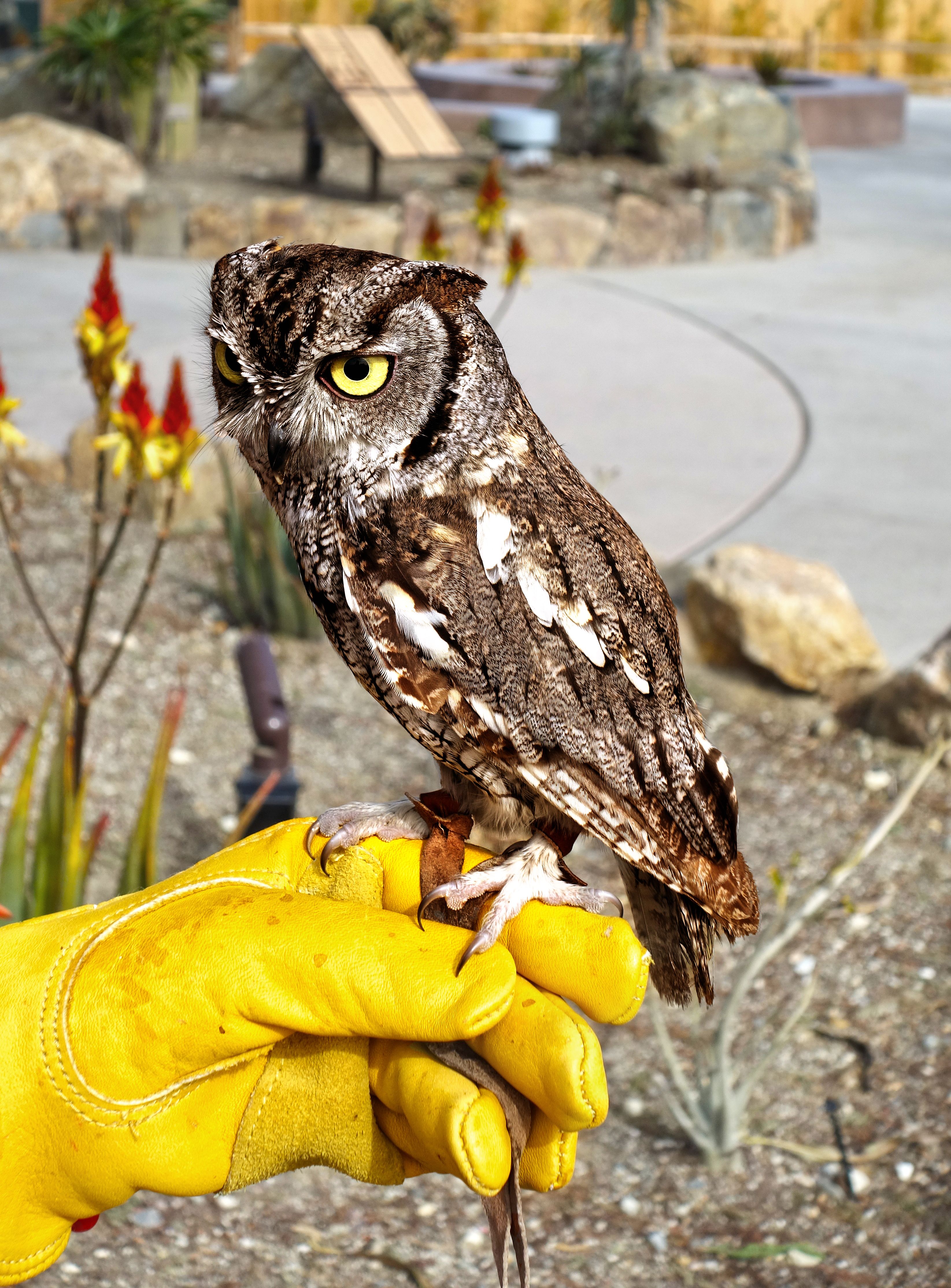 Western Screech Owl Photos, Download The BEST Free Western Screech Owl ...