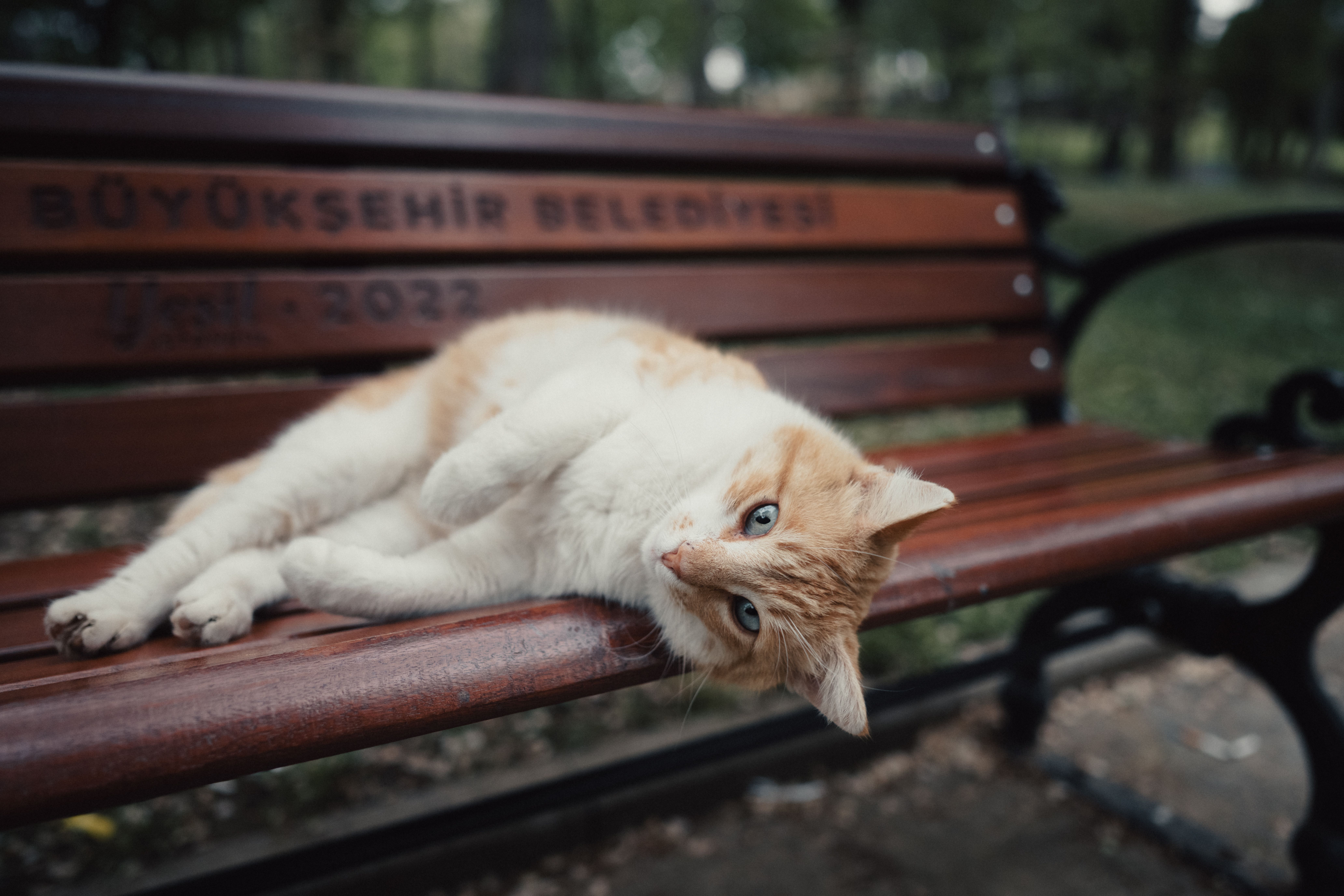 Ginger Cat Lying on a Park Bench · Free Stock Photo