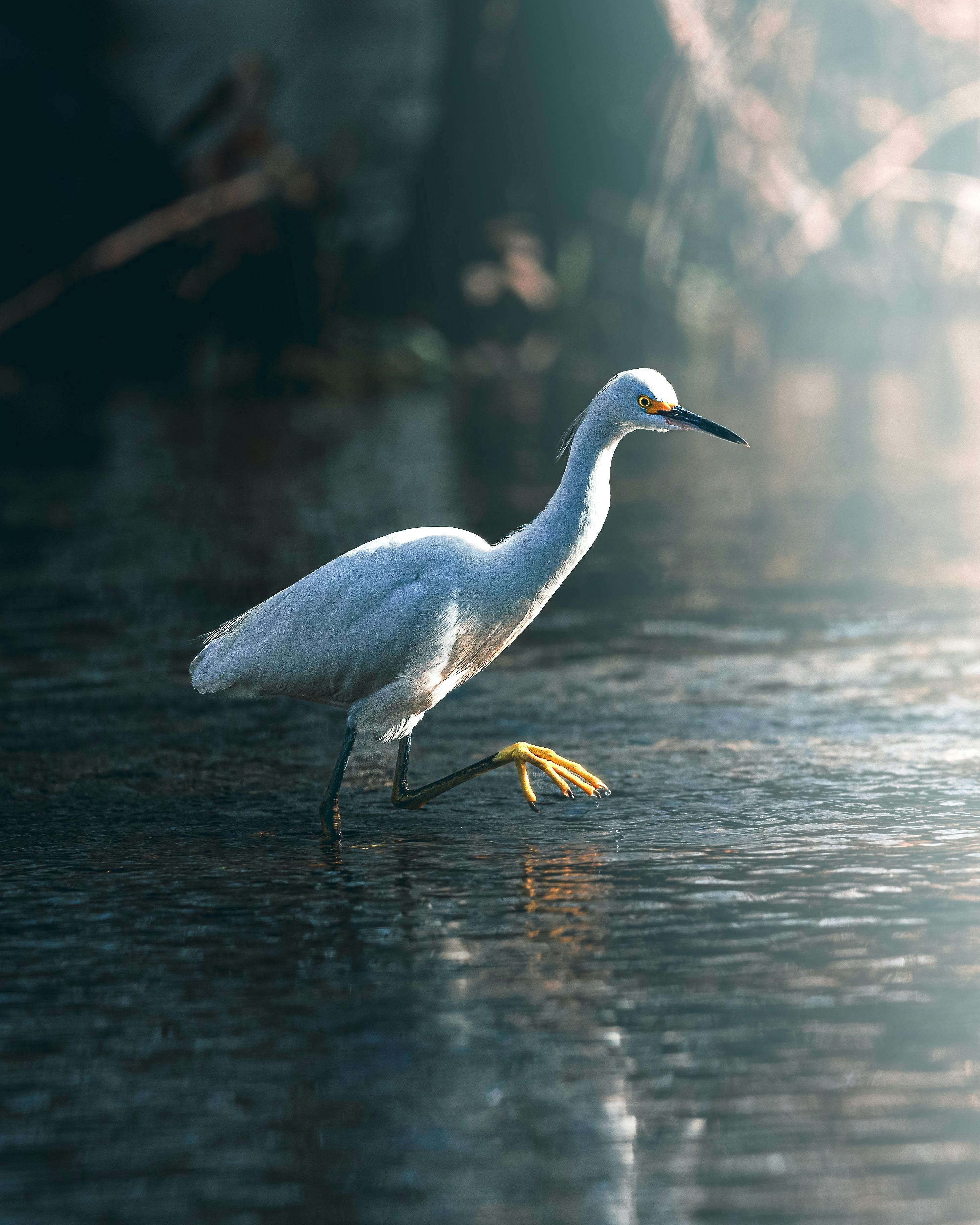 An Egret in a Lake · Free Stock Photo