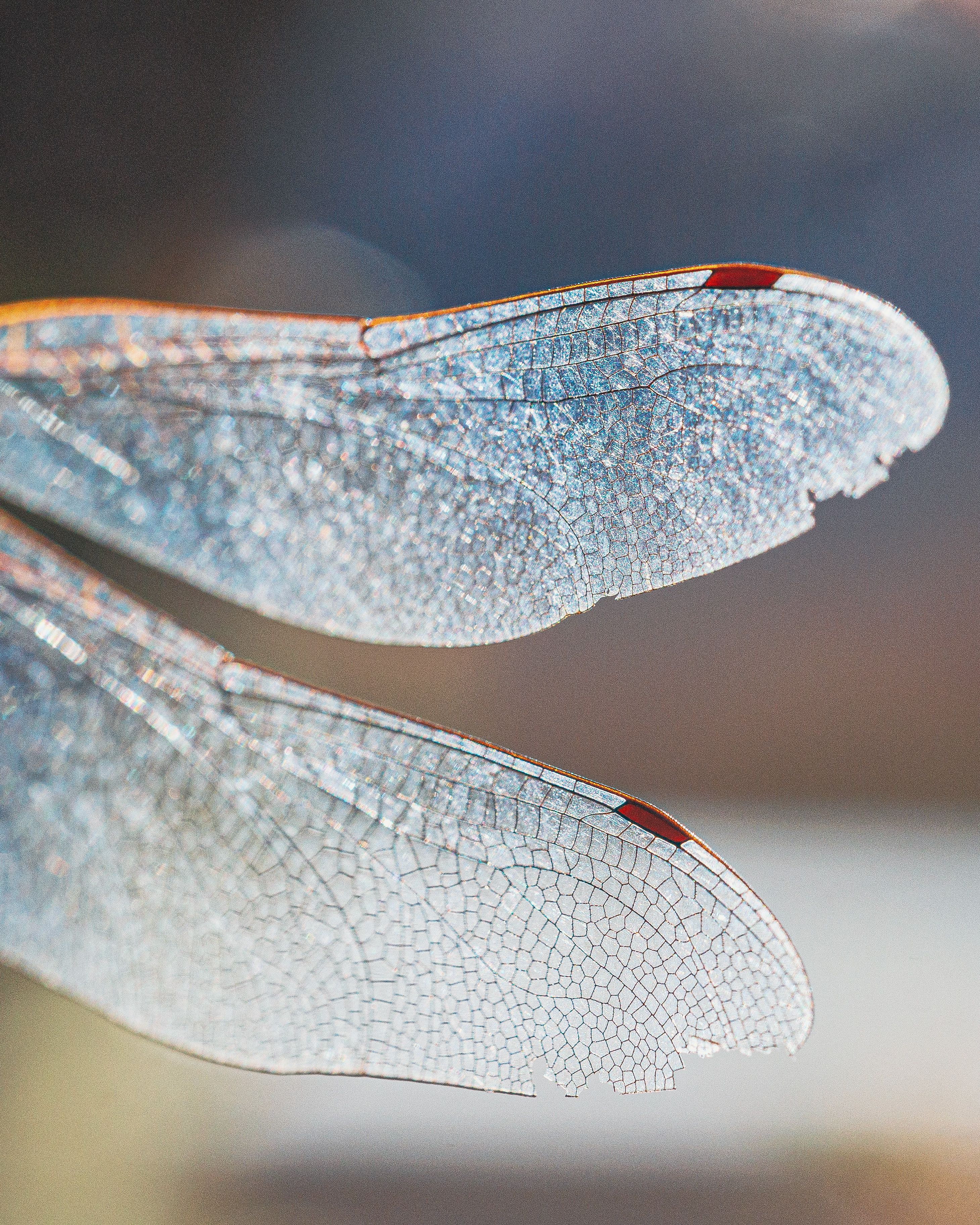 Extreme Close-up of Wings of a Dragonfly · Free Stock Photo